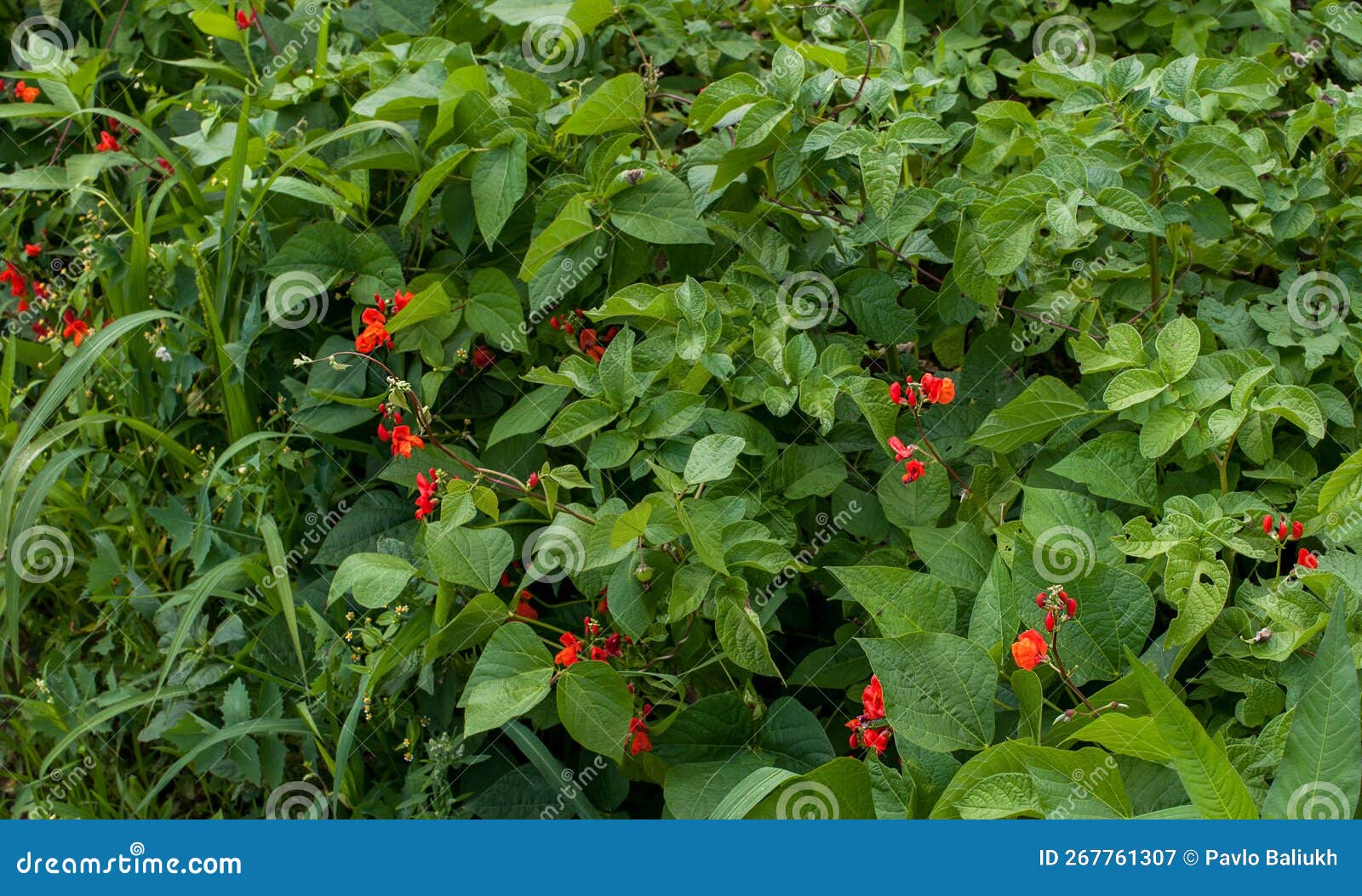 Red Flowering Legume Close Up Stock Image - Image of fire, beauty ...