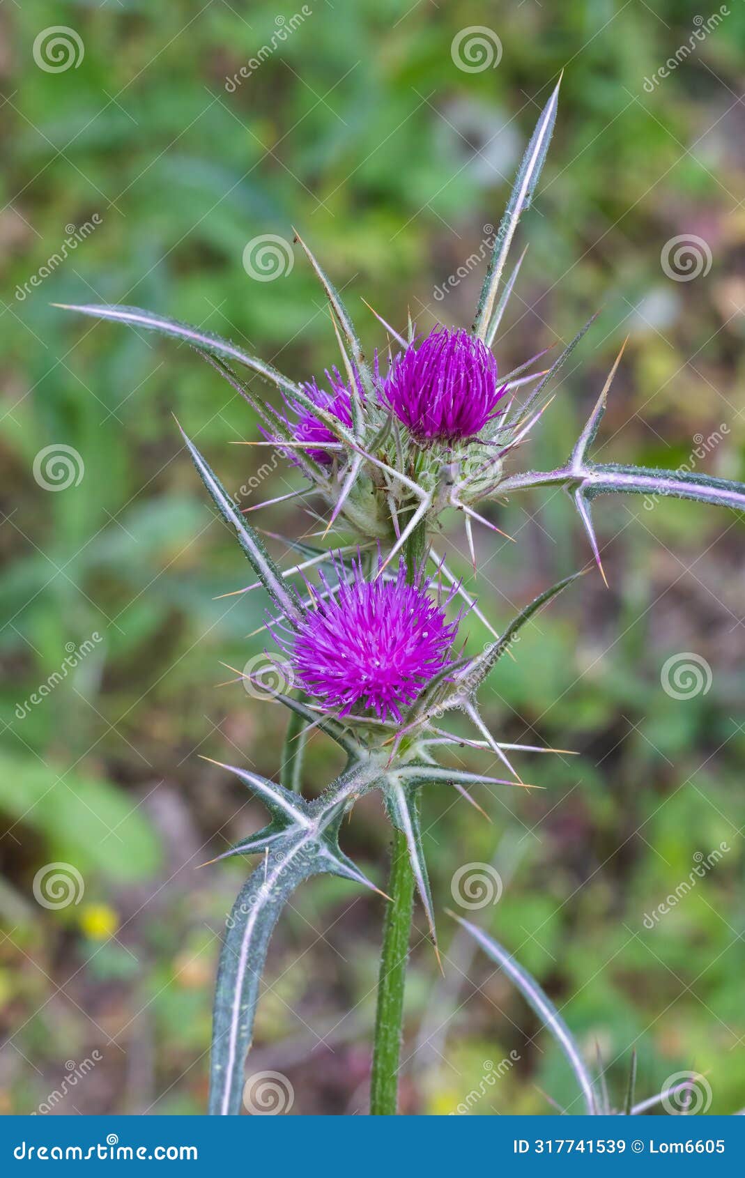 Red Flowering Milk Thistle Close-up Stock Image - Image of blossom ...
