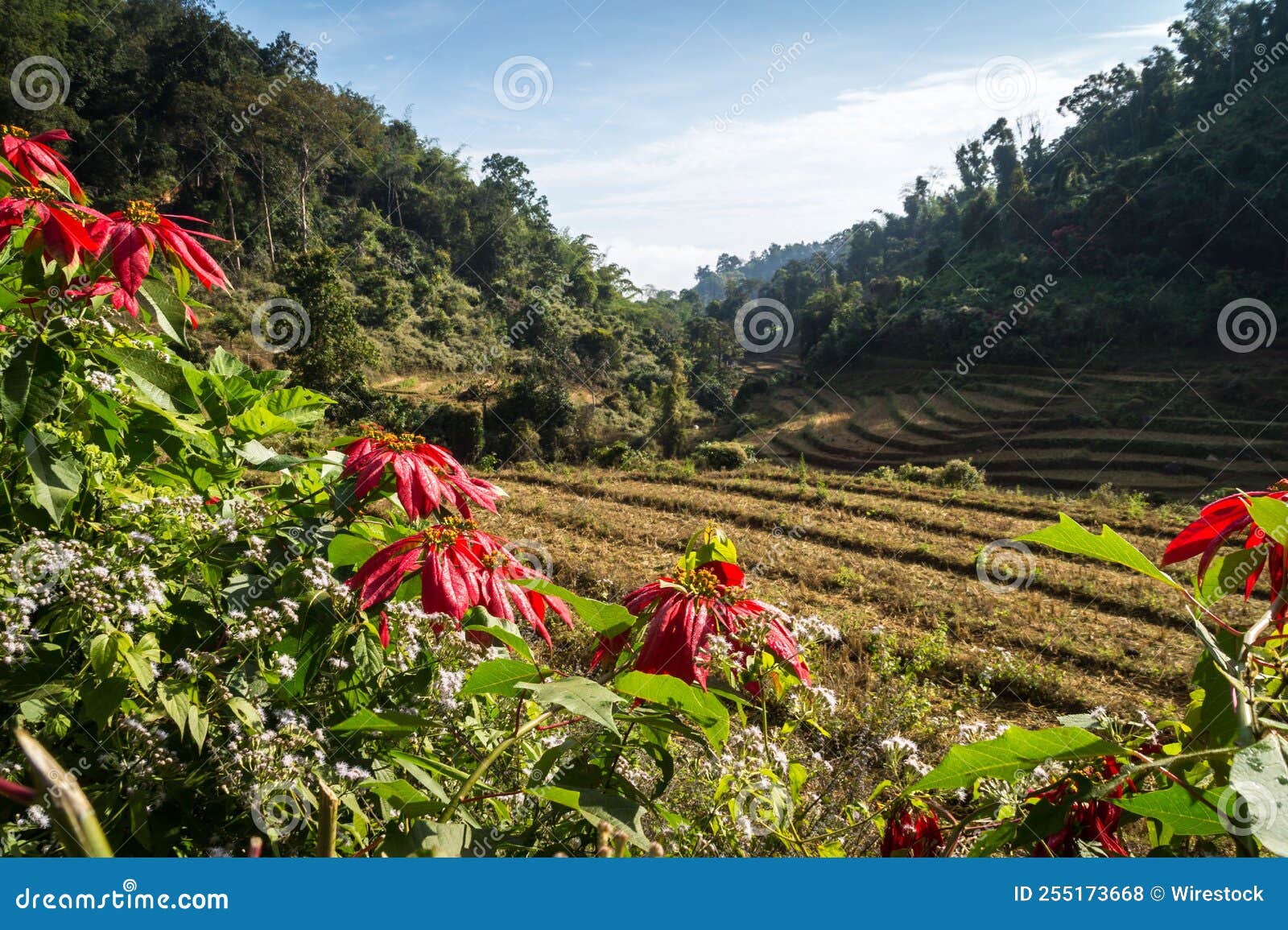 Red Flowering Plants on a Farmland Stock Photo - Image of wallpaper ...