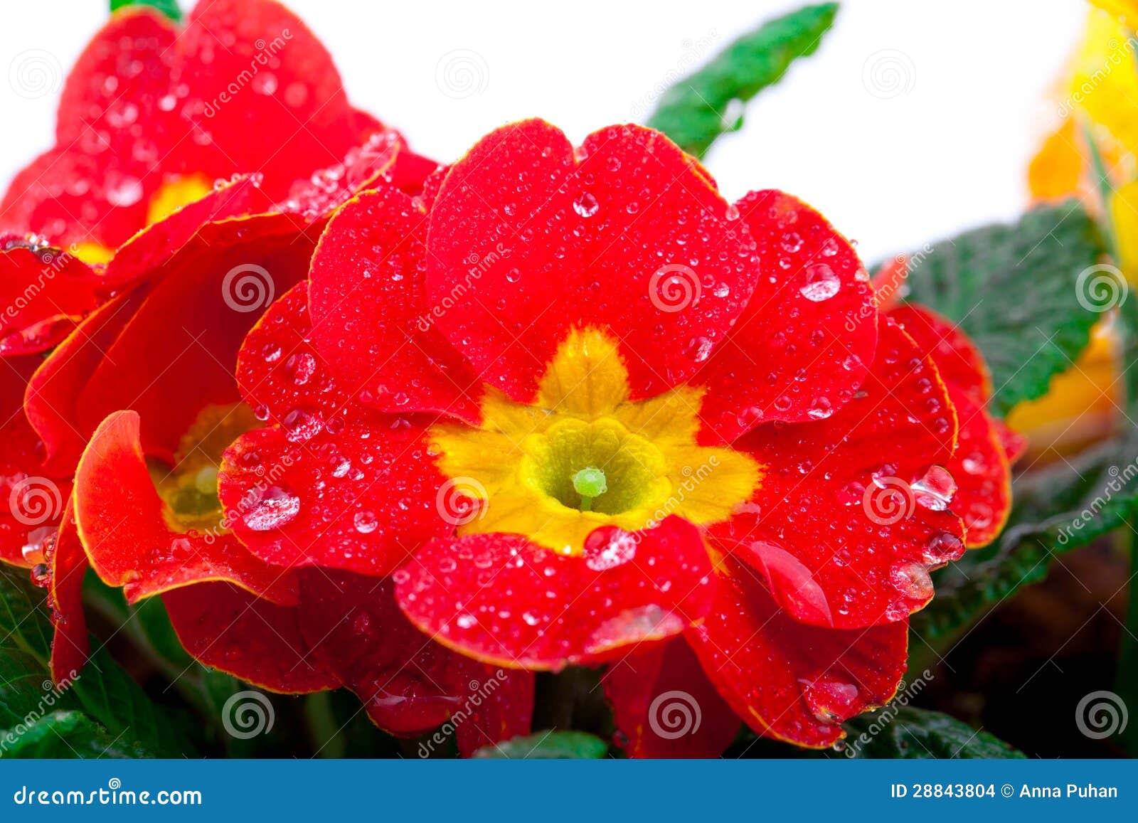 Red Flowering Potted Primrose Stock Photo - Image of celebration ...