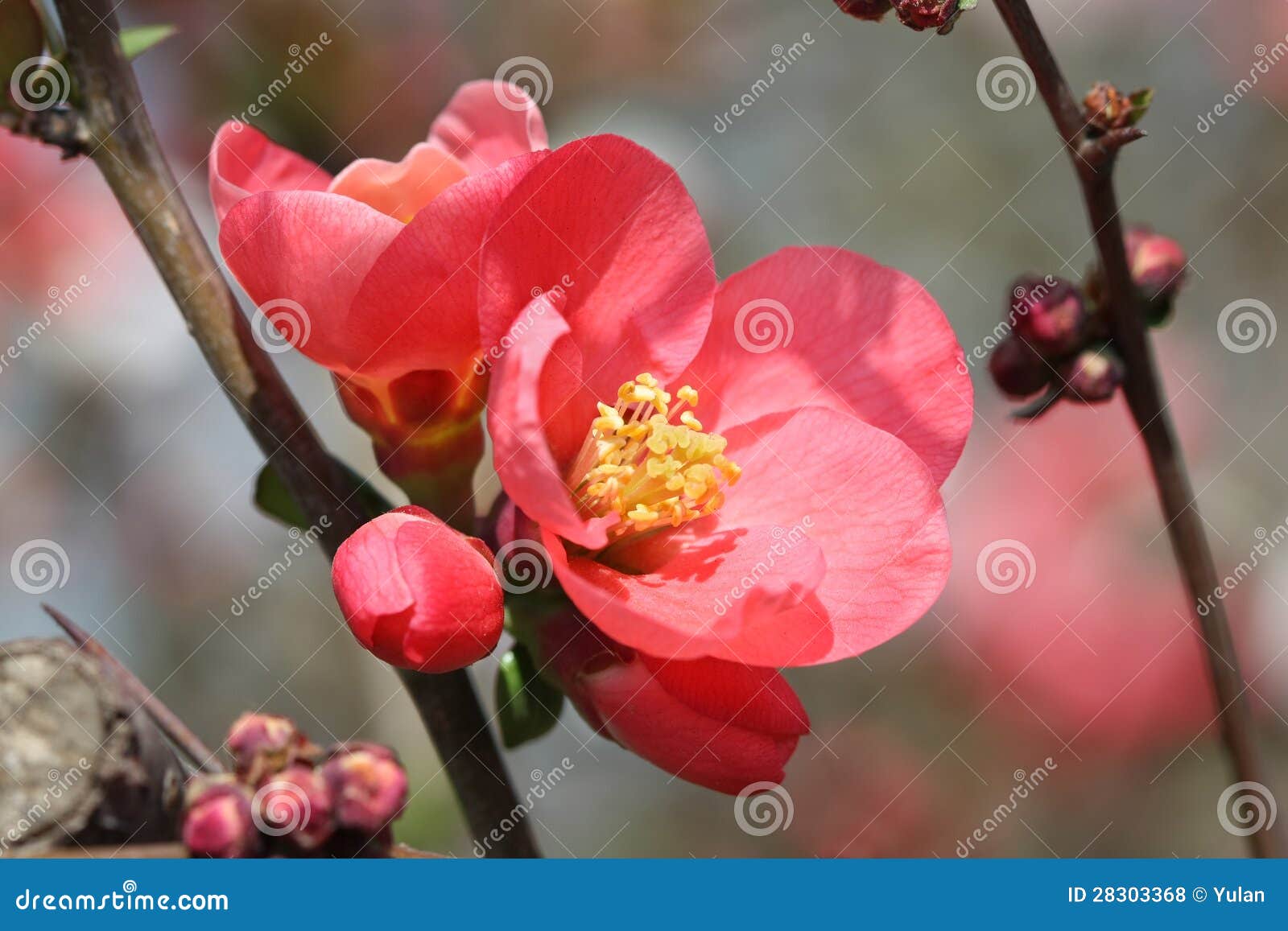 Red flowering Quince stock photo. Image of macro, japanese - 28303368