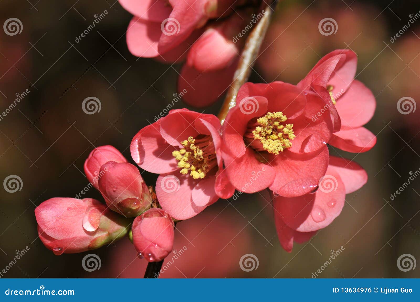 Red Flowering Quince Branches Stock Photo - Image of oriental, flora ...