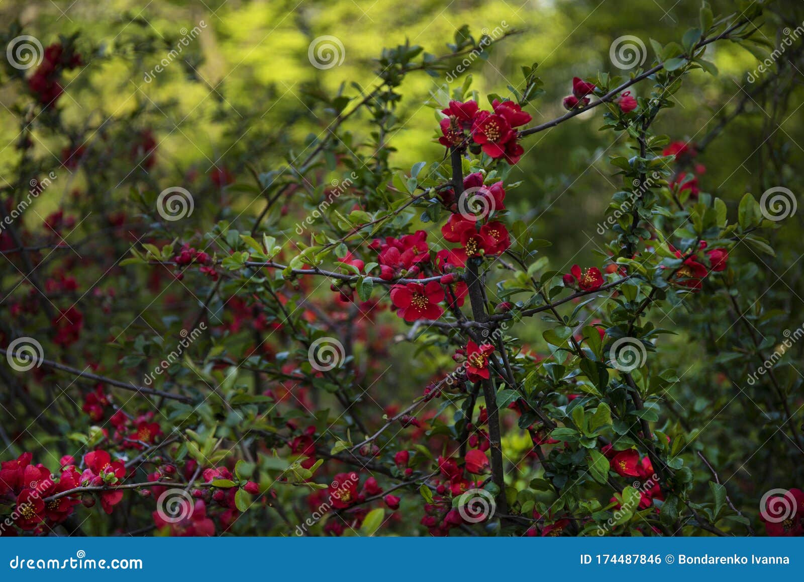 Red Flowering Quince Branches in Spring Garden Stock Photo - Image of ...