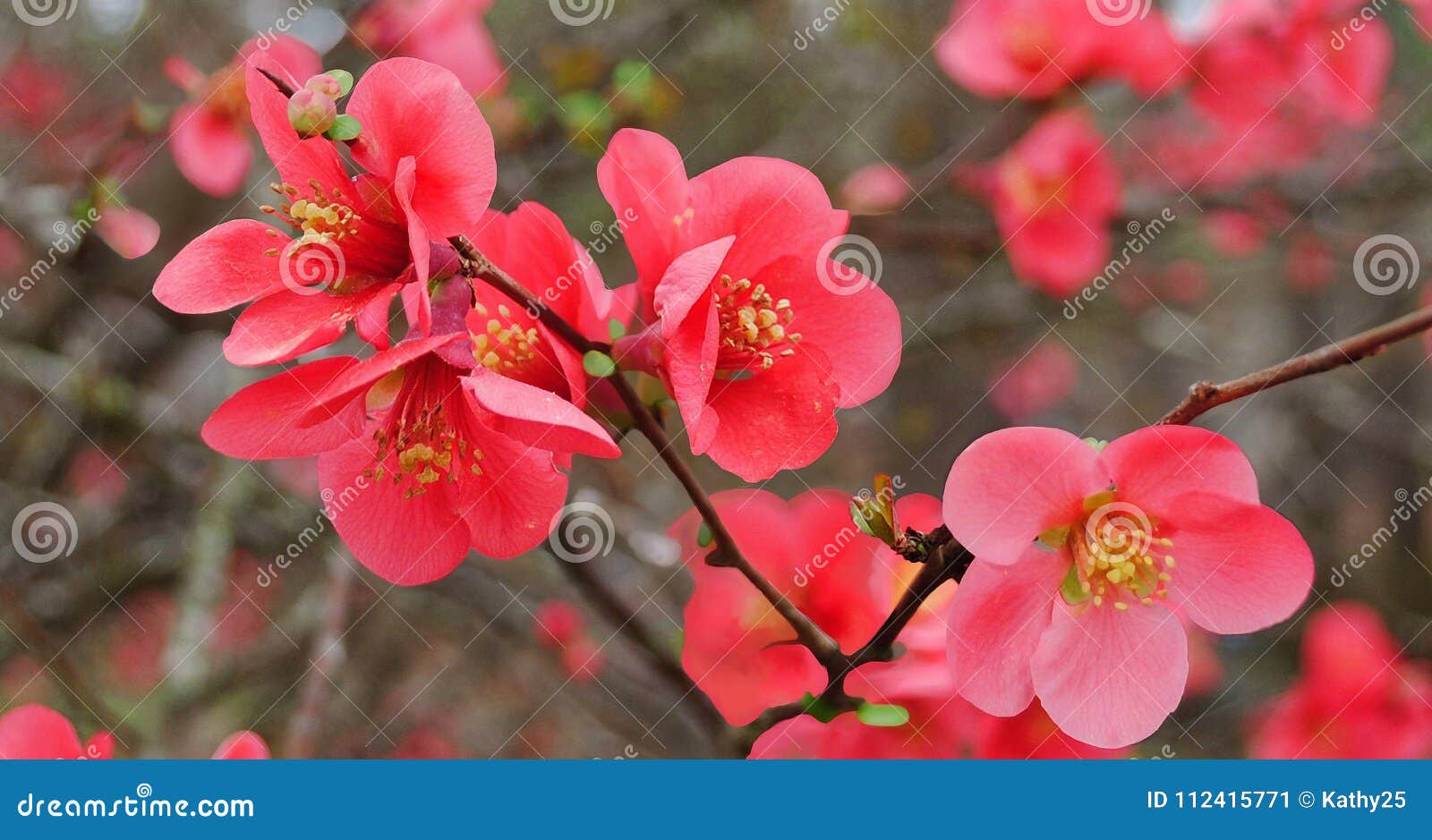Red Flowering Quince stock image. Image of blooming - 112415771