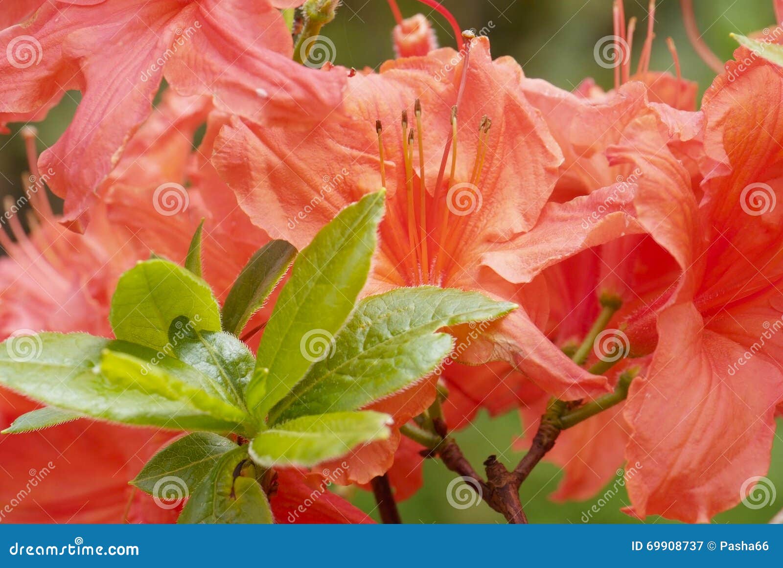 Red flowering rhododendron stock image. Image of plant - 69908737