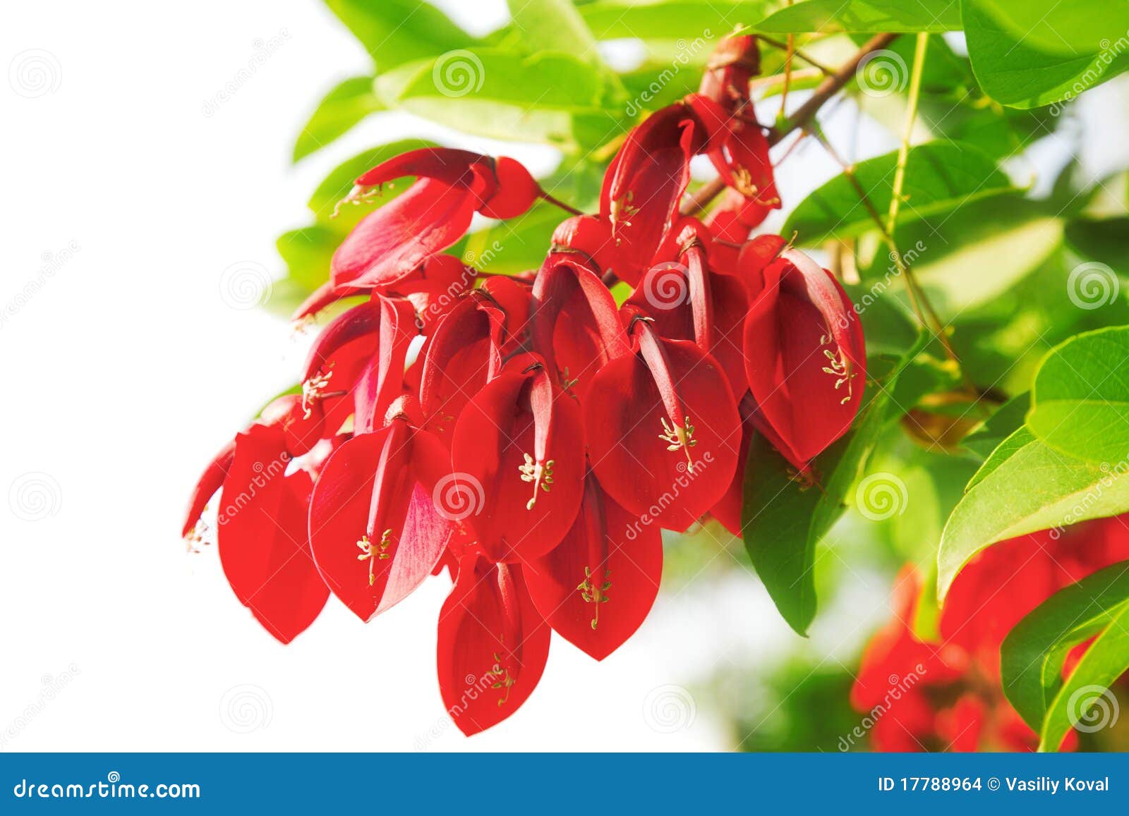 Red flowers stock photo. Image of outdoor, leaf, close - 17788964