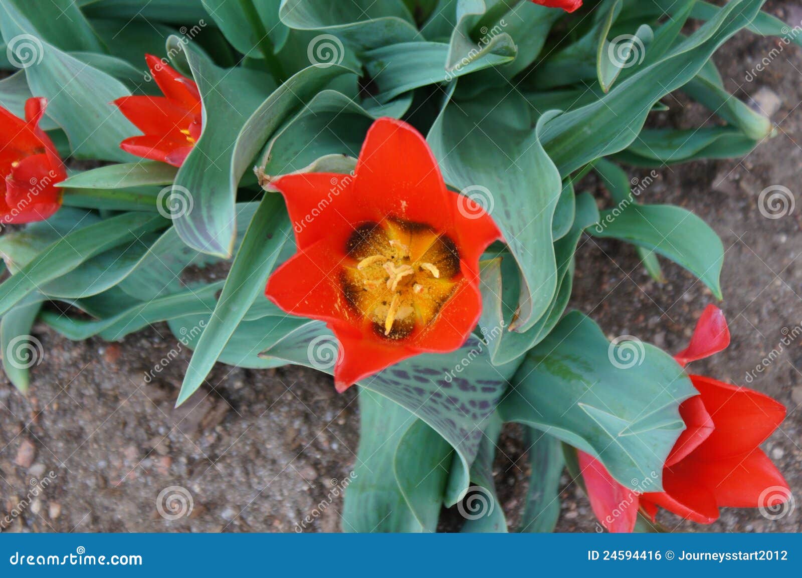 39,396 Red Flower Open Stock Photos - Free & Royalty-Free Stock Photos ...
