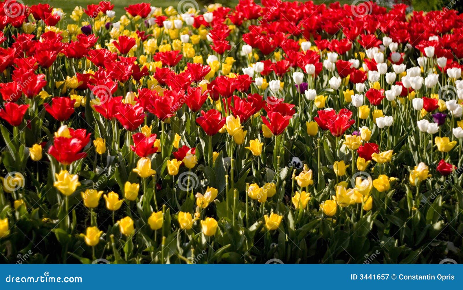 Red flowers stock image. Image of spring, blossom, colorful - 3441657