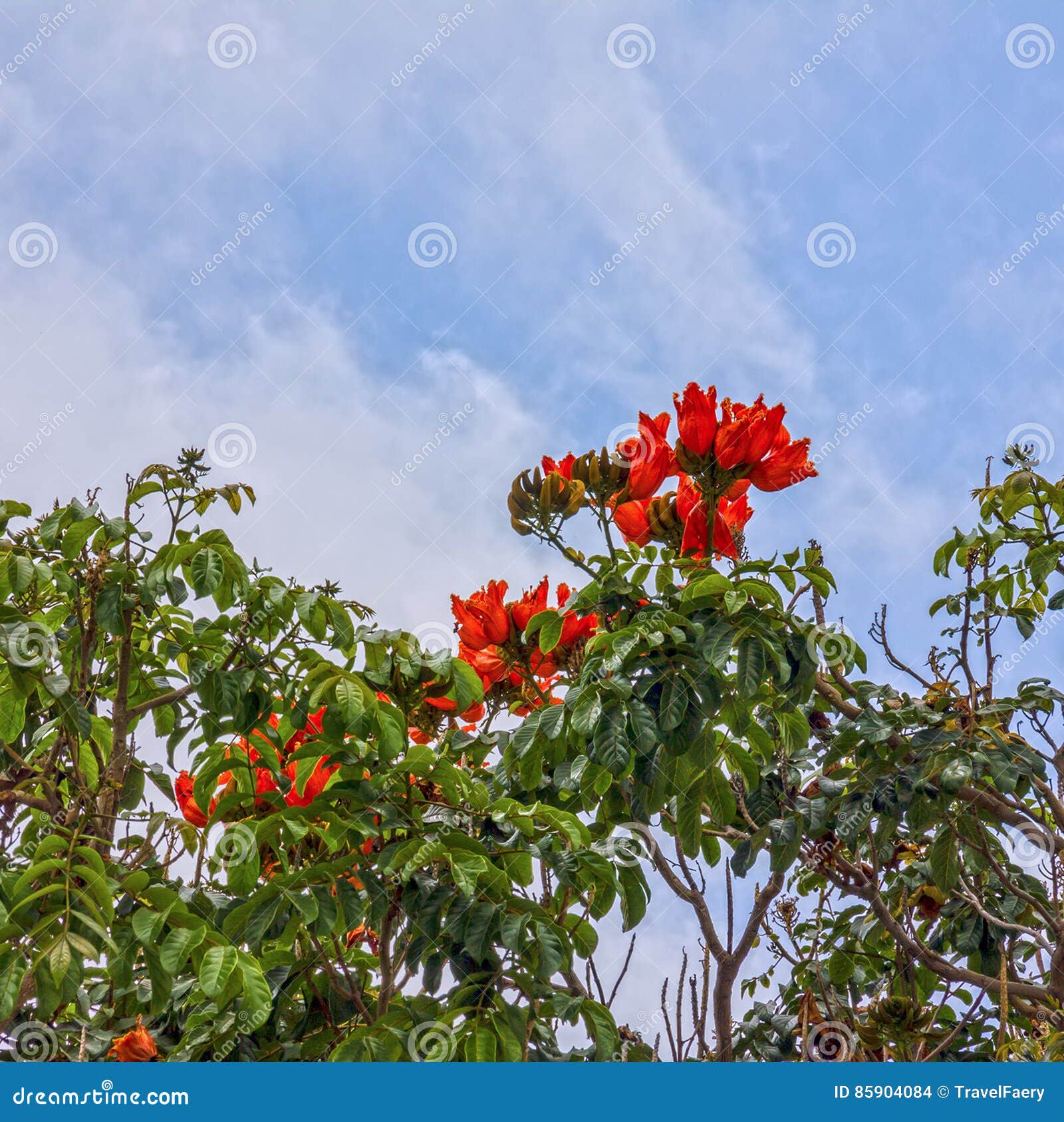 Red Flowers of African Tulip Tree or Fountain Tree Stock Photo - Image ...