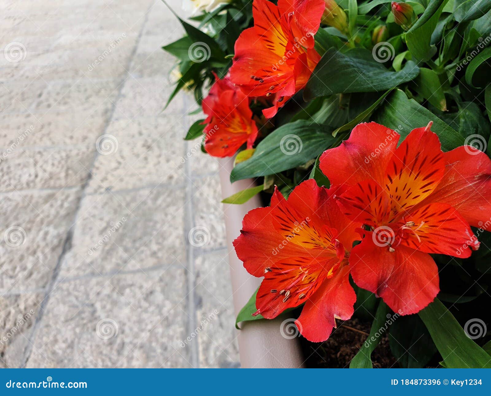 Red Flowers Alstroemeria in a Pot Stock Photo - Image of blossom, bloom ...