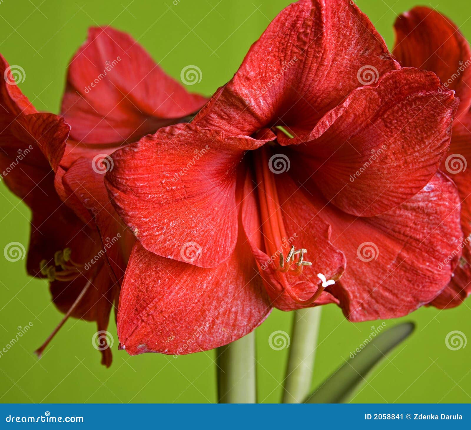 Red flowers amaryllis stock image. Image of bulbous, macro - 2058841