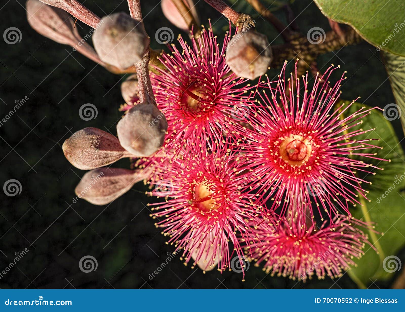 Red Flowers Australian Eucalyptus Gum Tree Stock Photo - Image of ...