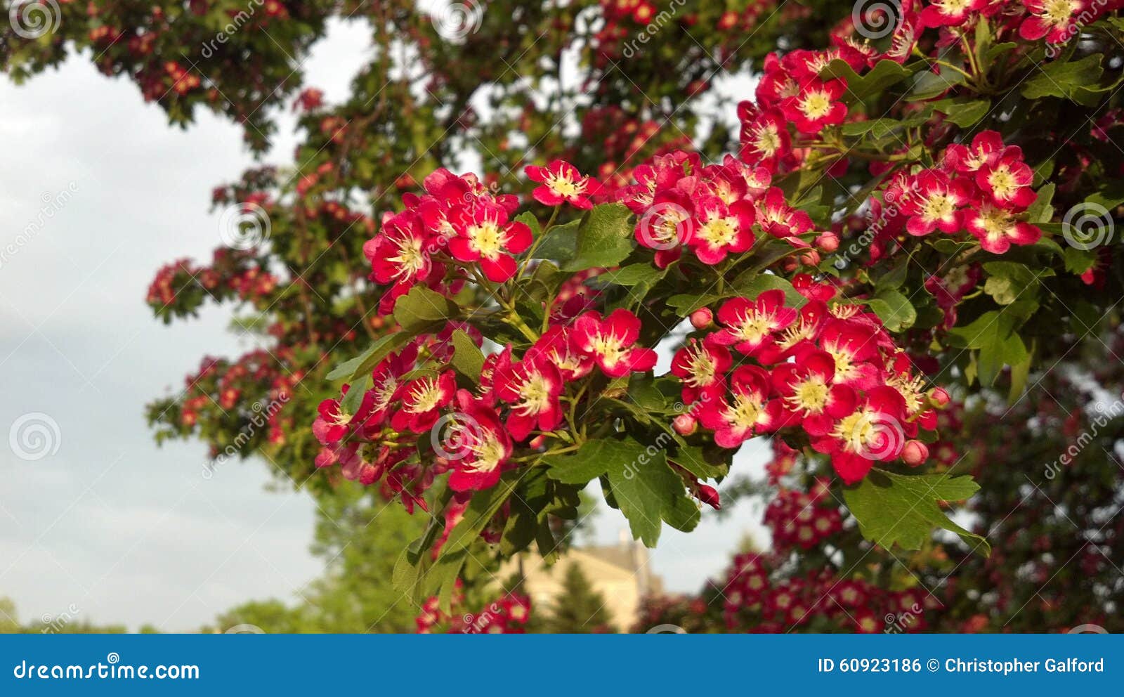 Red Flowers in Autumn Tree stock photo. Image of multiple - 60923186