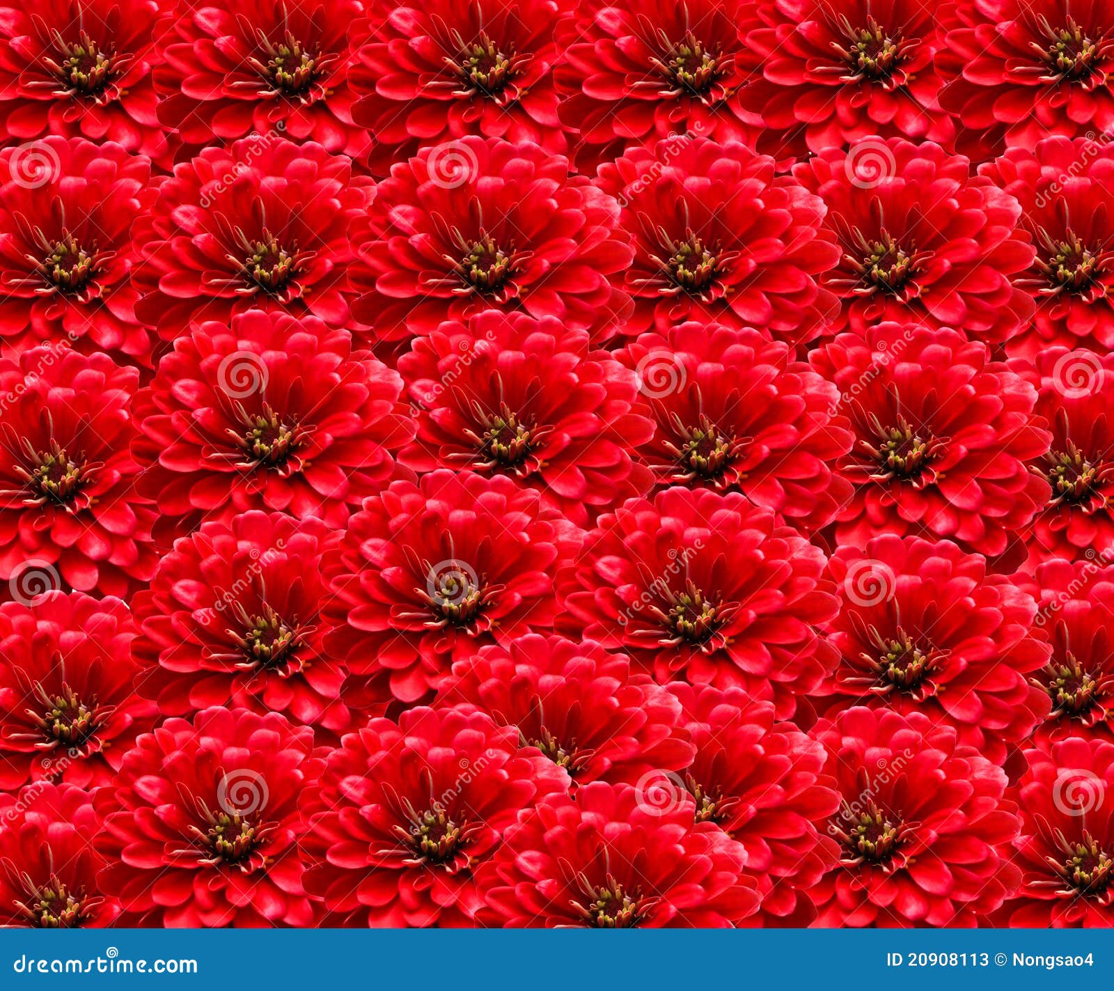 Red flowers Background stock image. Image of present - 20908113