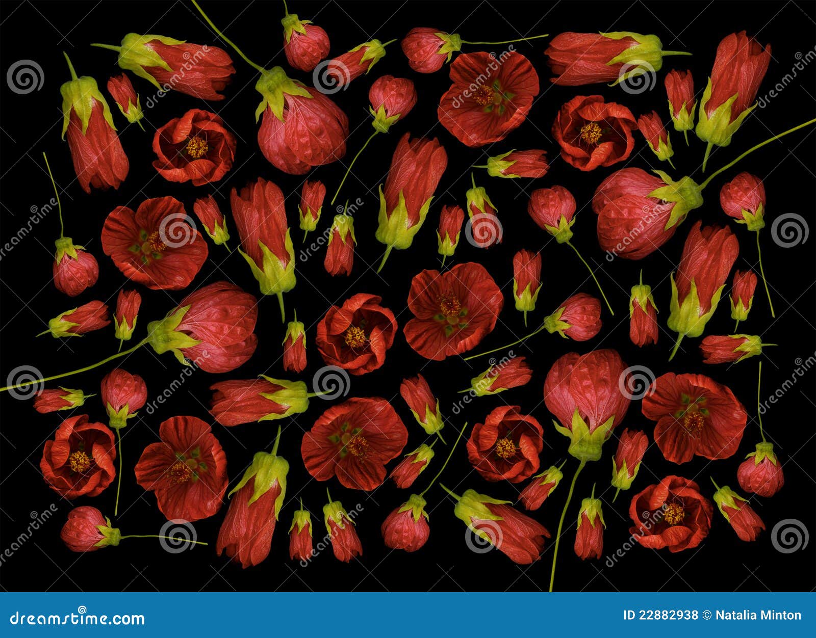 Red flowers background stock photo. Image of flower, isolated - 22882938