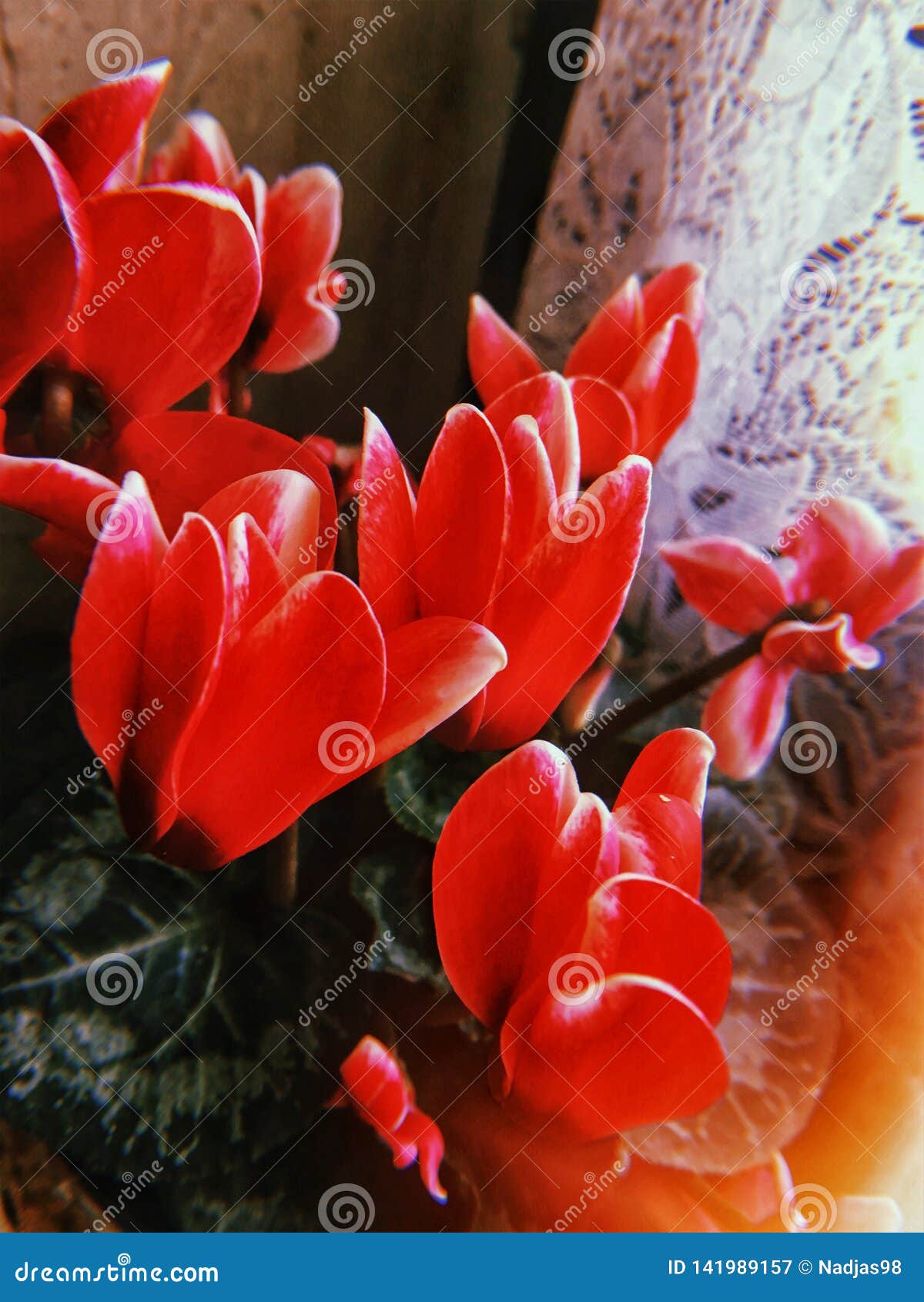 Red flowers stock image. Image of flowers, light, white - 141989157