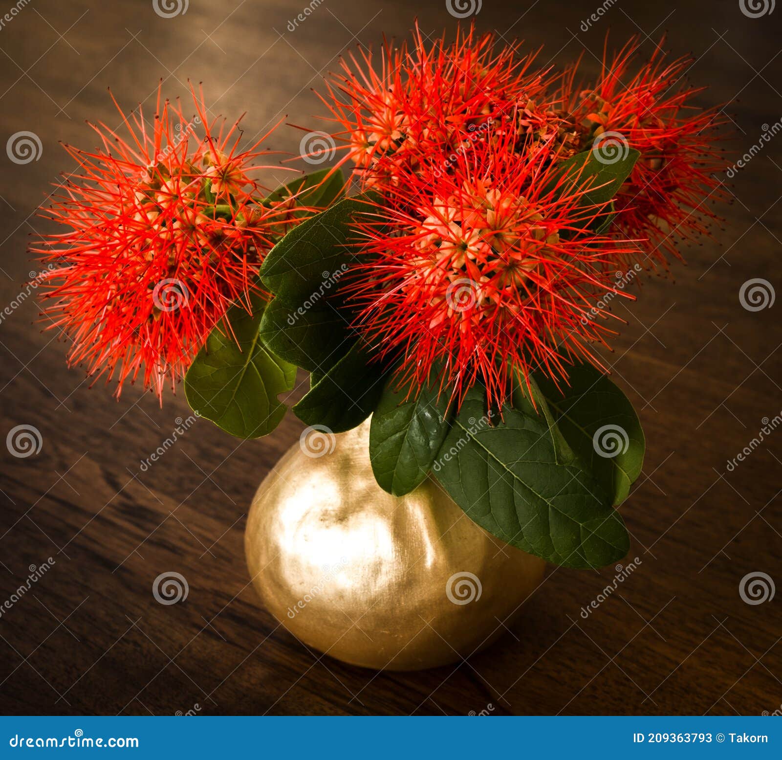 Red Flowers with Beautiful Spherical Feathers in a Vase on the Table ...