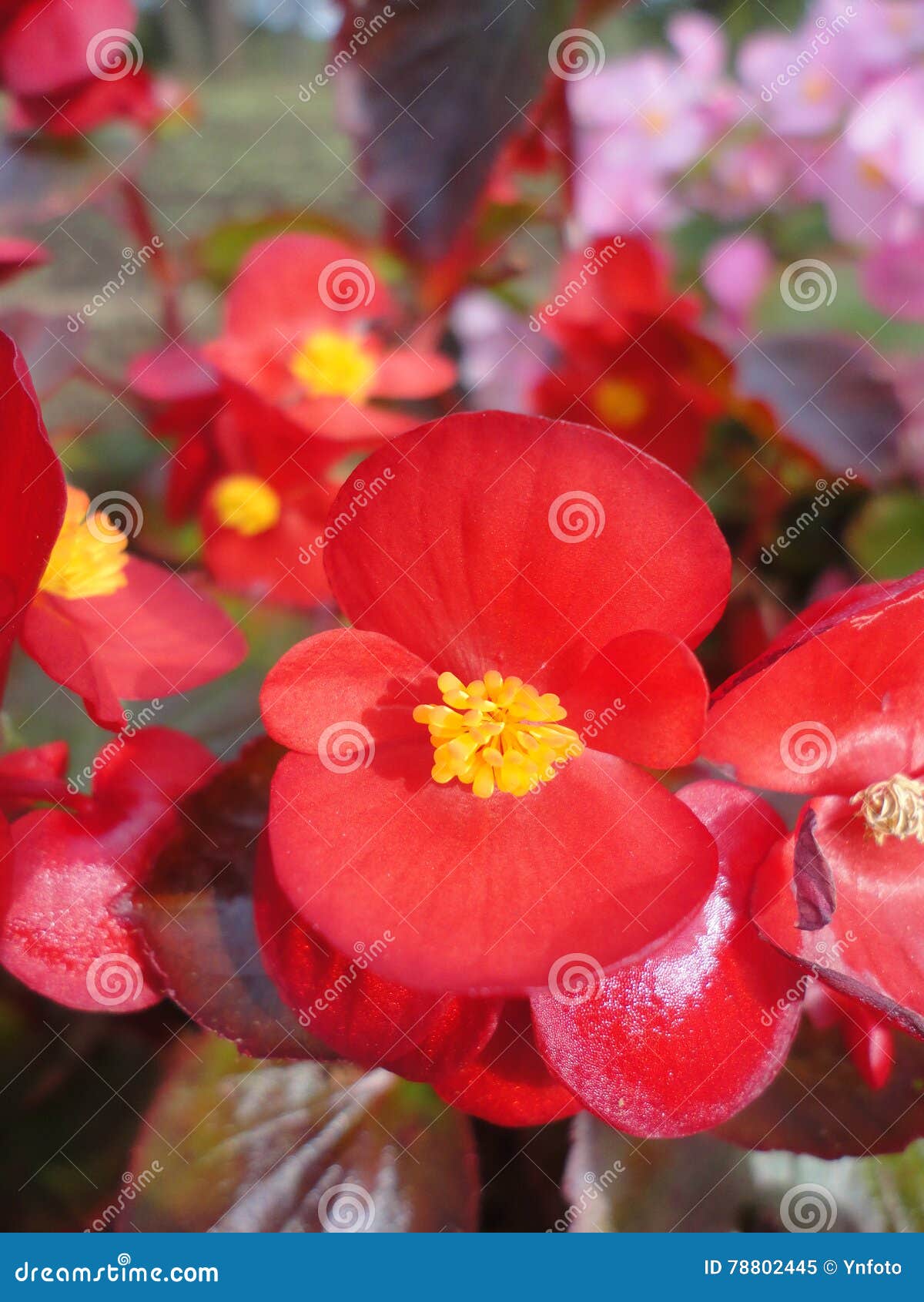 Red flowers of begonia stock image. Image of flowers - 78802445