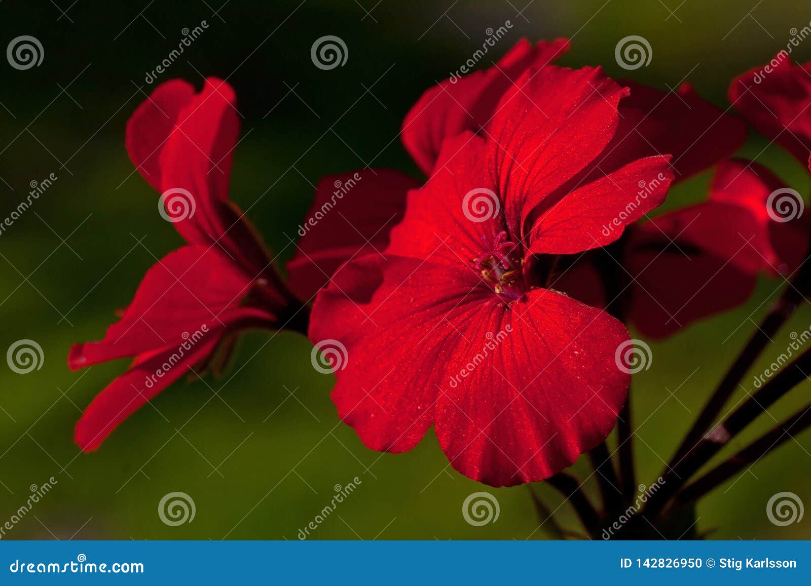 Red Flowers Begonia Geranium Stock Photo - Image of light, bloom: 142826950