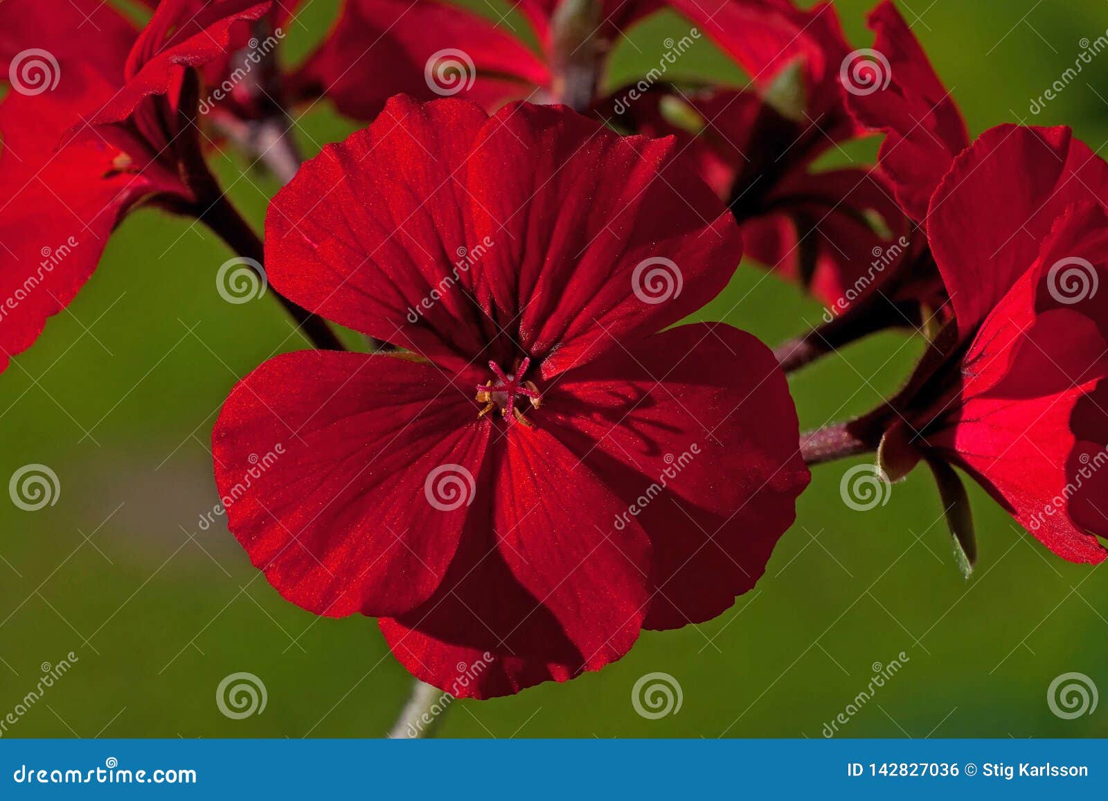 Red Flowers Begonia Geranium Stock Photo - Image of blossom, botanical ...