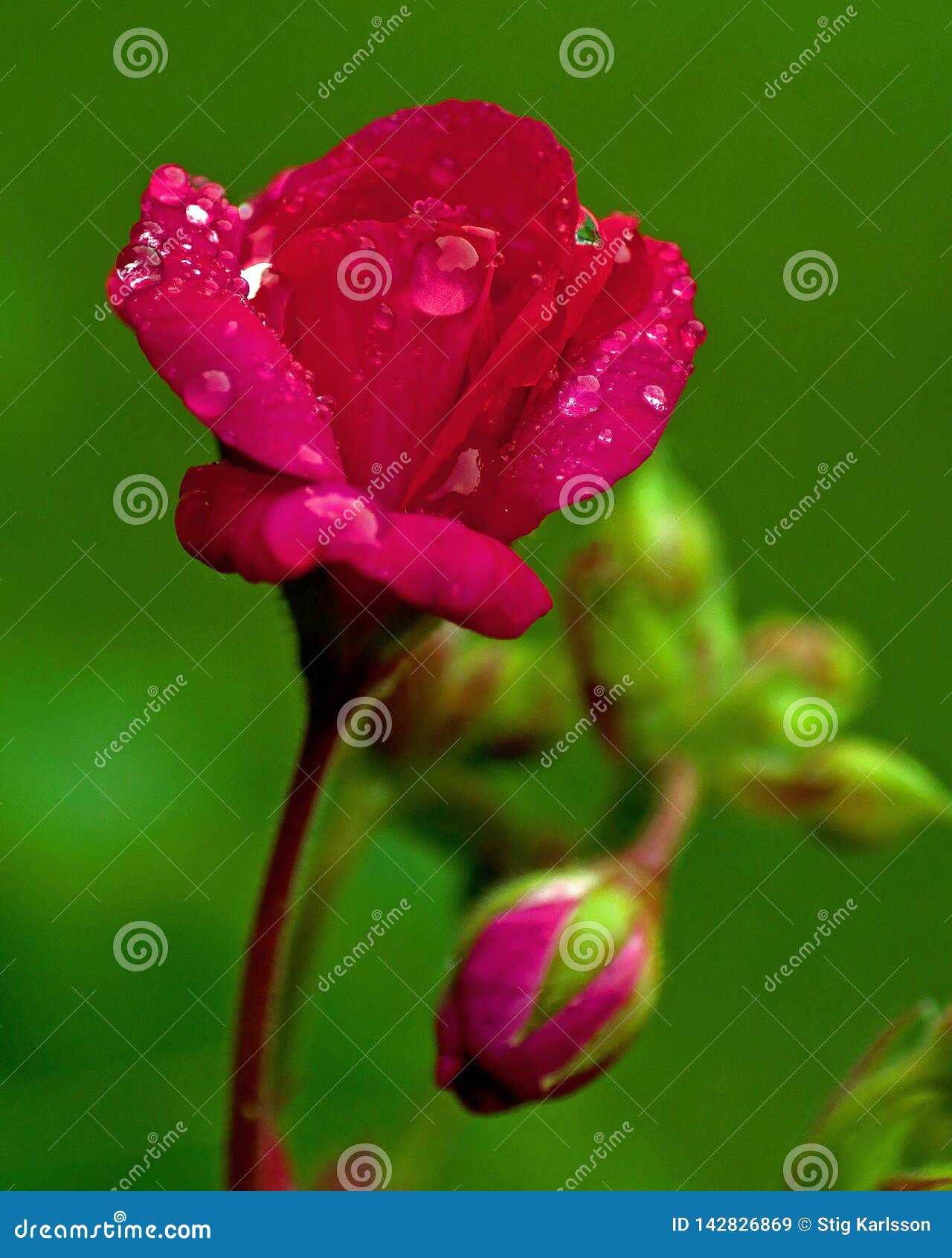Red Flowers Begonia Geranium Stock Image - Image of blooming, close ...