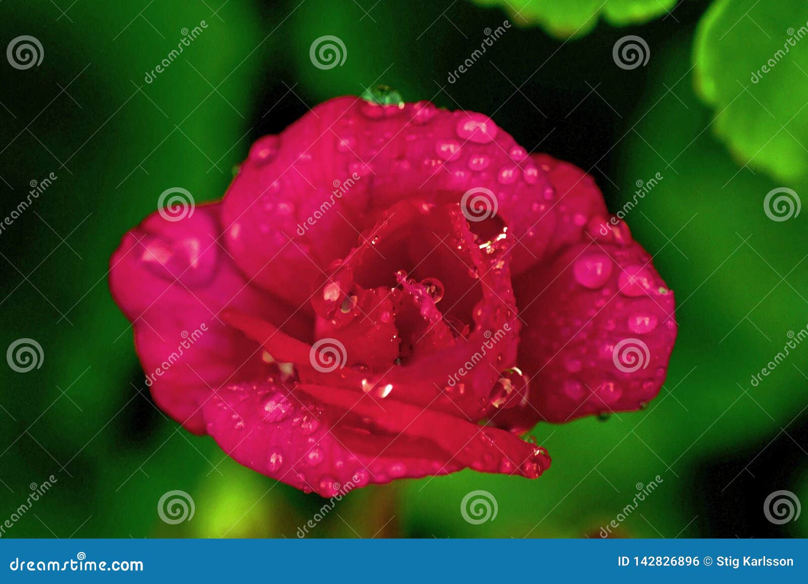 Red Flowers Begonia Geranium Stock Photo - Image of drop, crimson ...