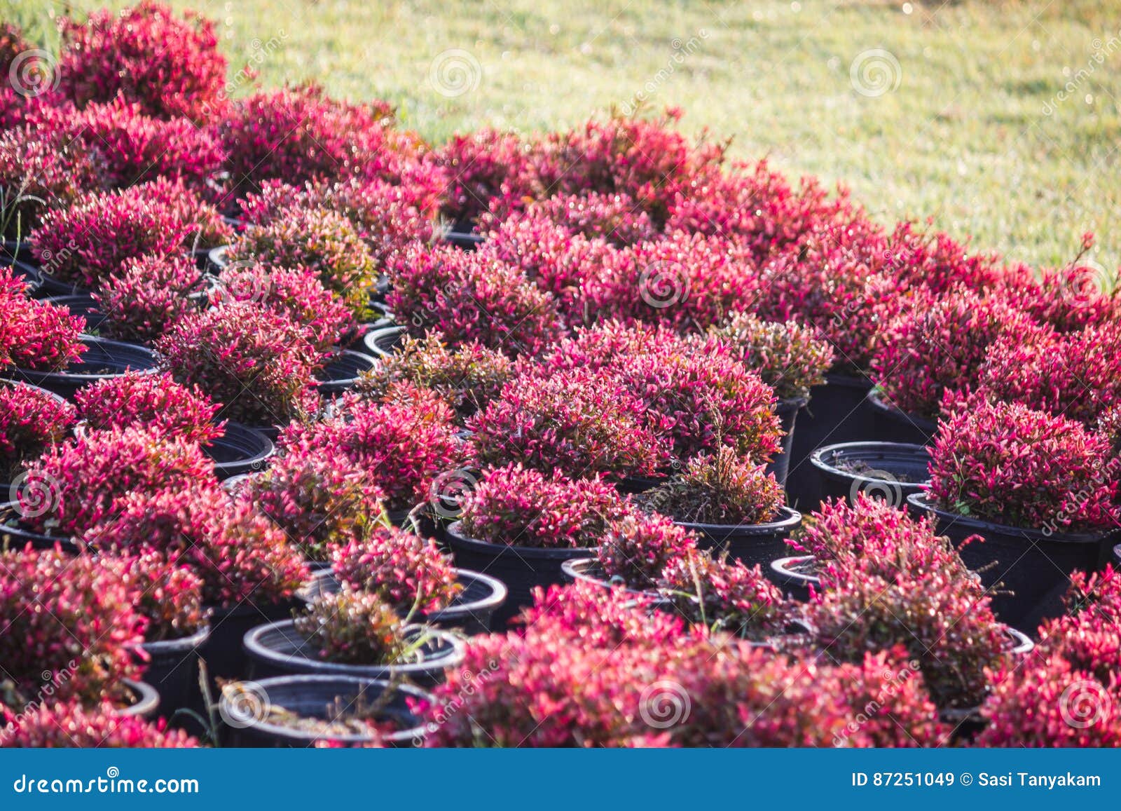 Red Flowers Blooming in the Field in Spring Stock Image - Image of ...