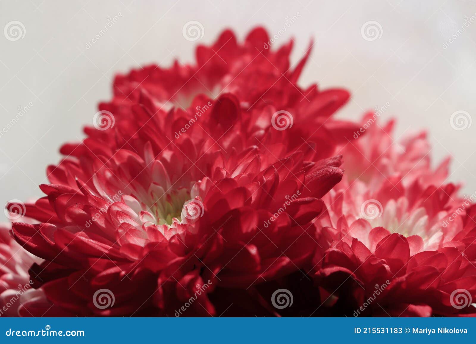 Reddish bouquet stock image. Image of freshness, macro - 215531183