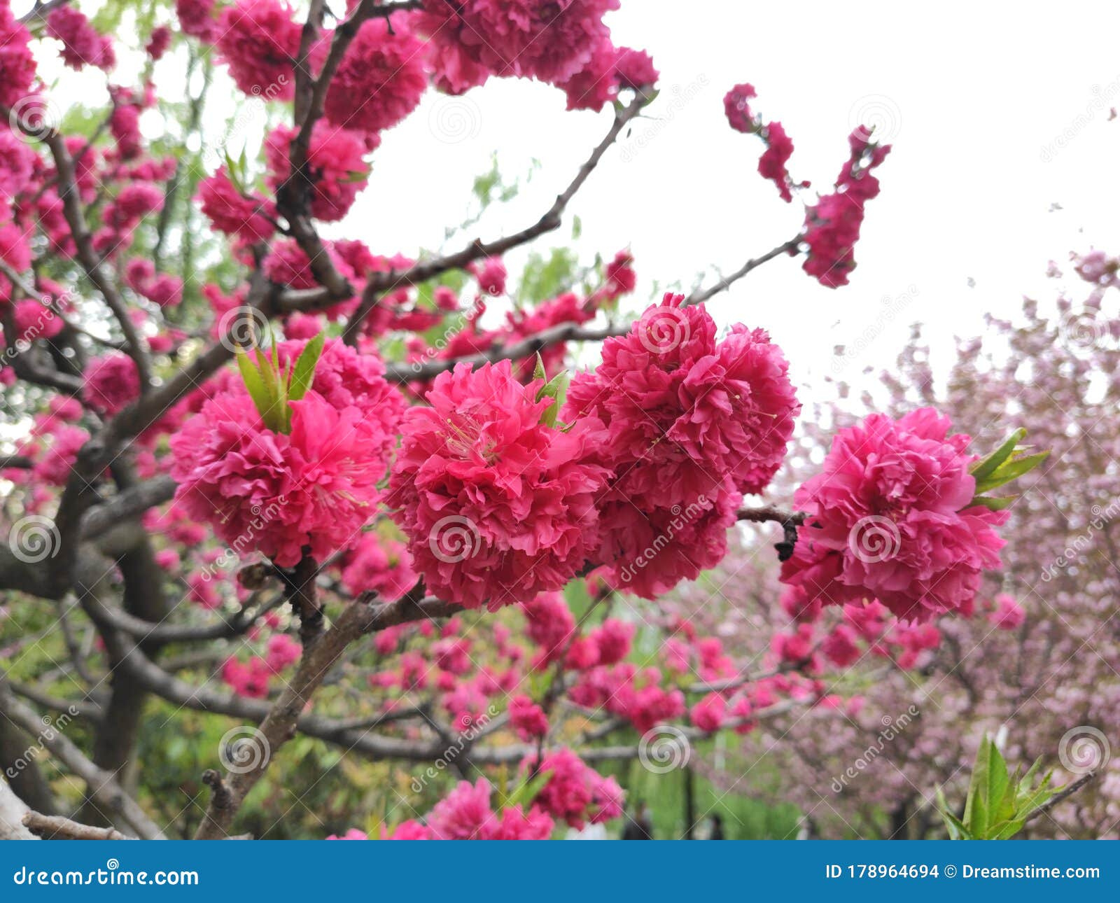 Red flowers on the branch stock photo. Image of flowers - 178964694