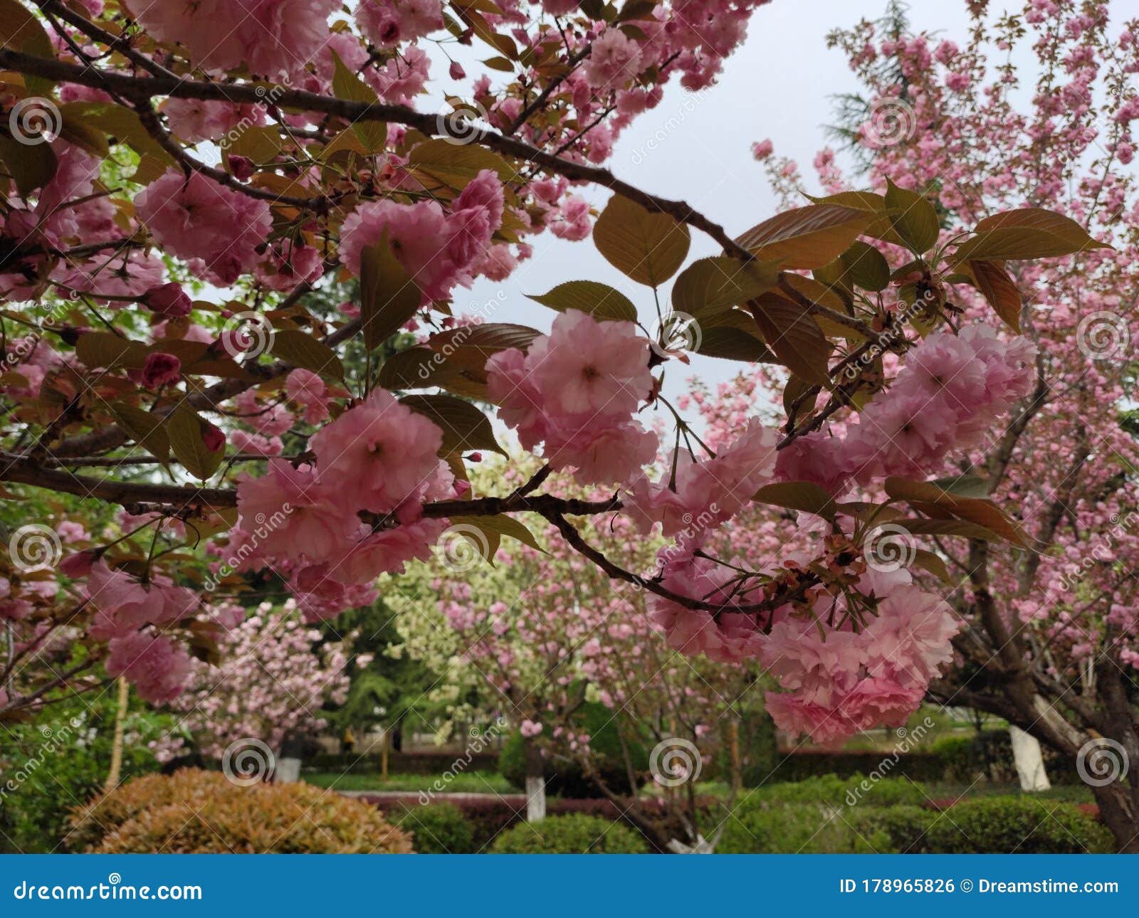 Red flowers on the branch stock photo. Image of parksnflowers - 178965826
