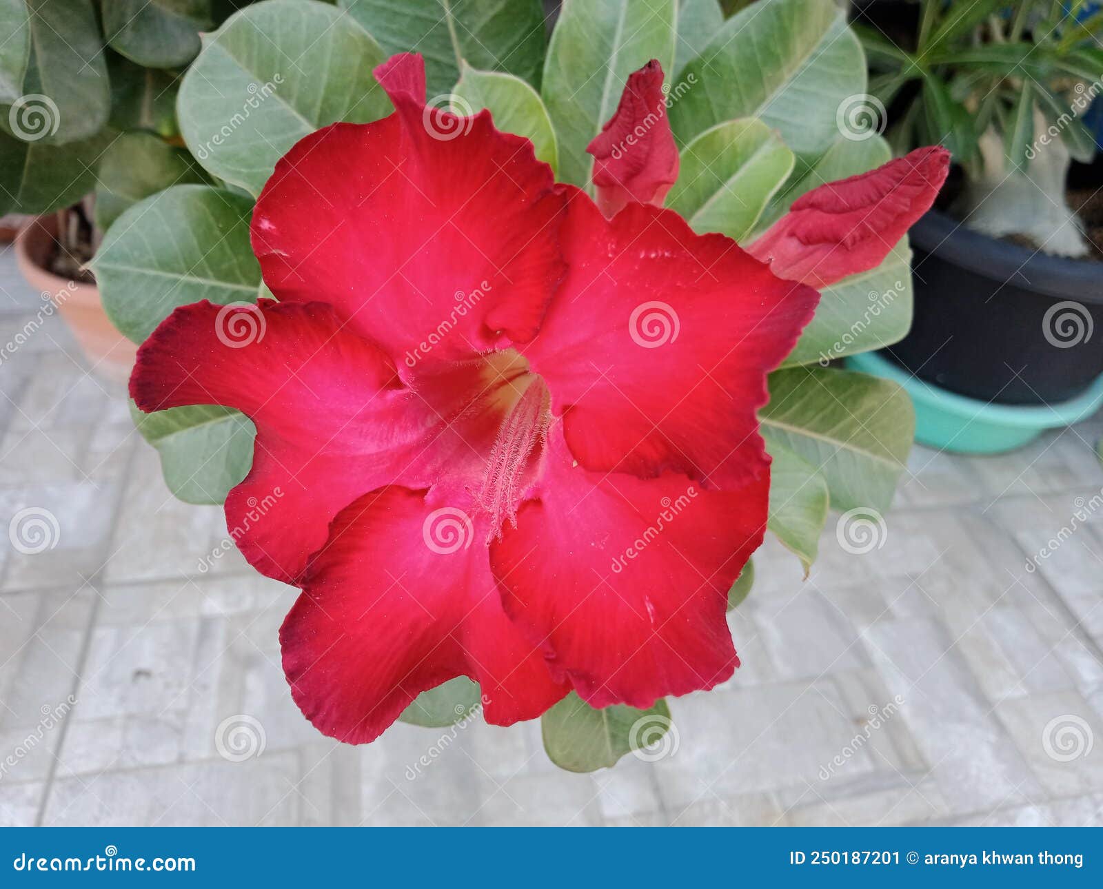 Red Flowers, Bright Red Azaleas Blooming, Beautiful, Bright on the Tree ...