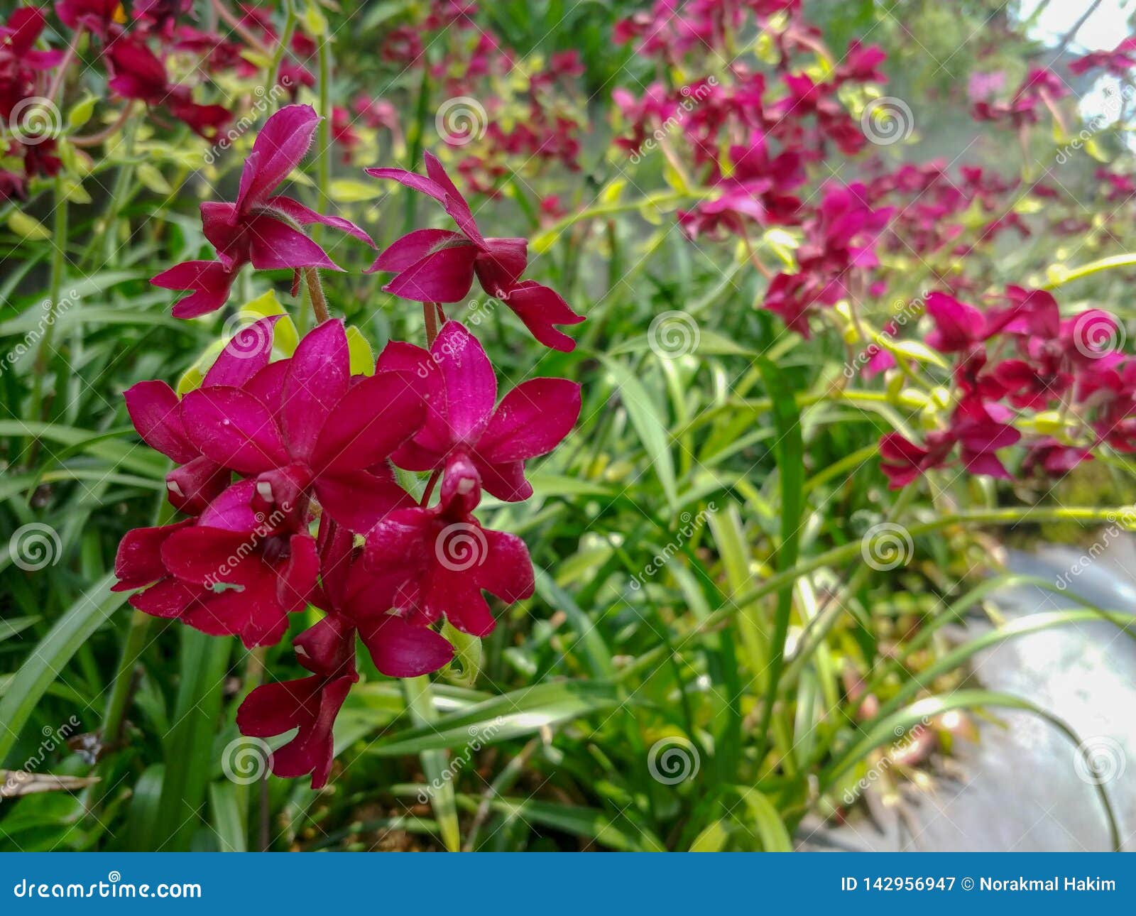 Red Flowers Bunched Up Together Stock Image - Image of bunched ...