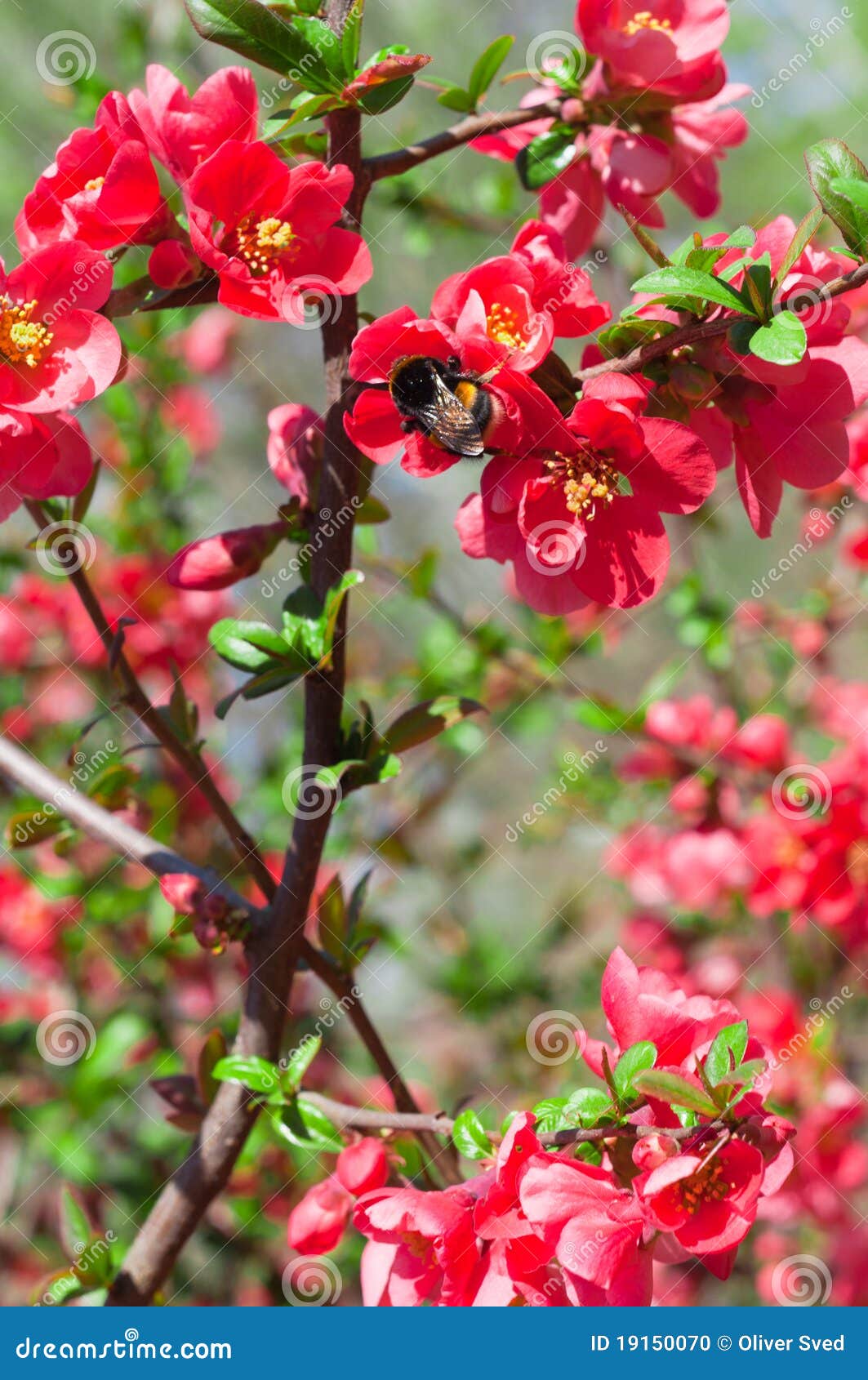 Red flowers on bush stock photo. Image of decor, growth - 19150070