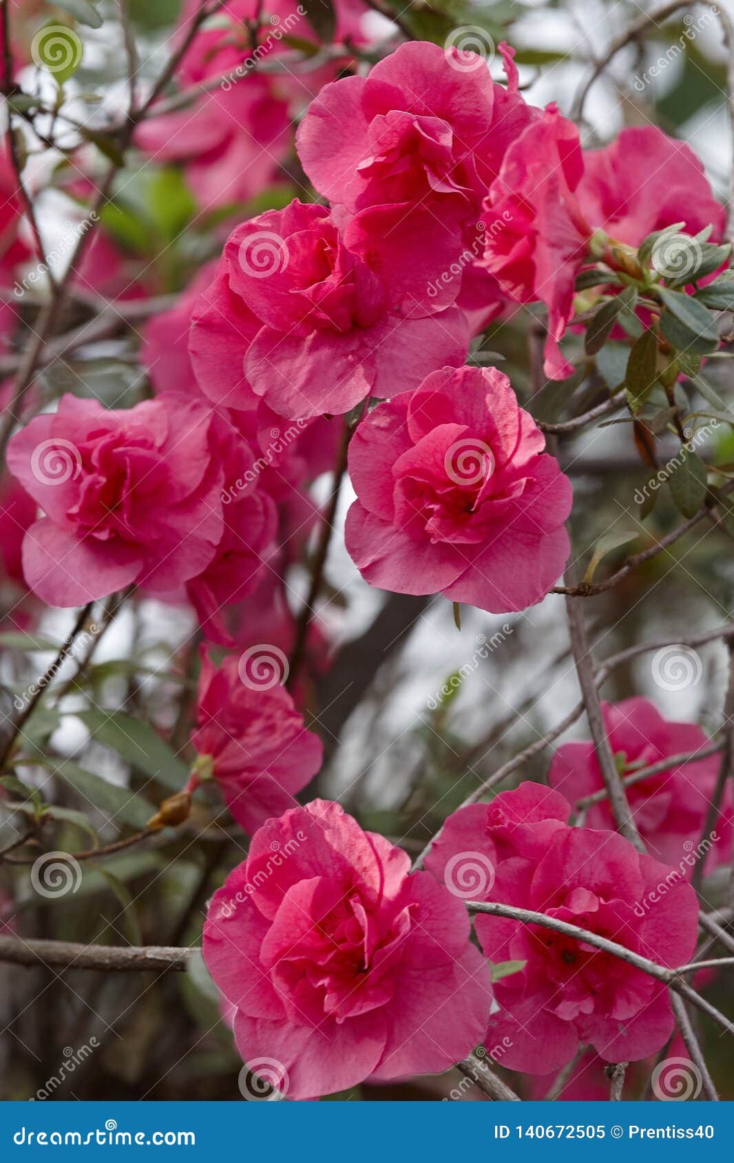 Beautiful Red Flowers Blossom on Bush Stock Image - Image of natural ...