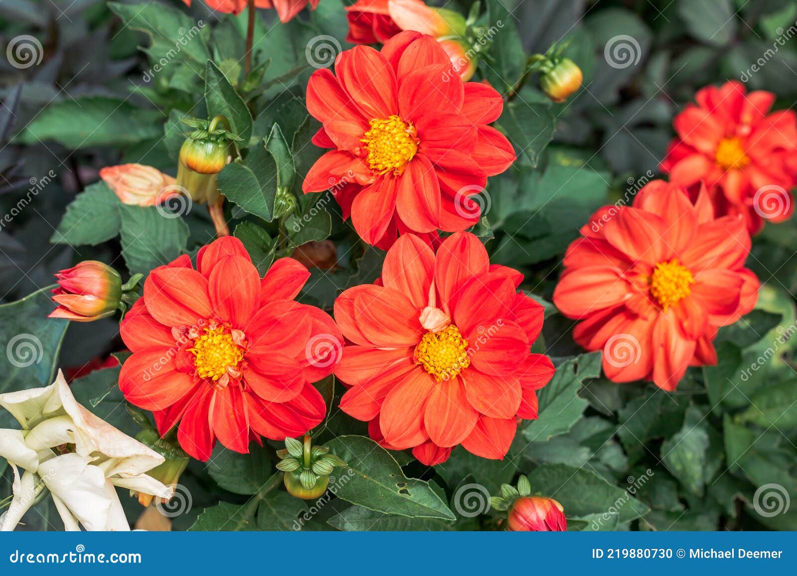 Red Flowers on a Bush in the Garden Stock Photo - Image of background ...