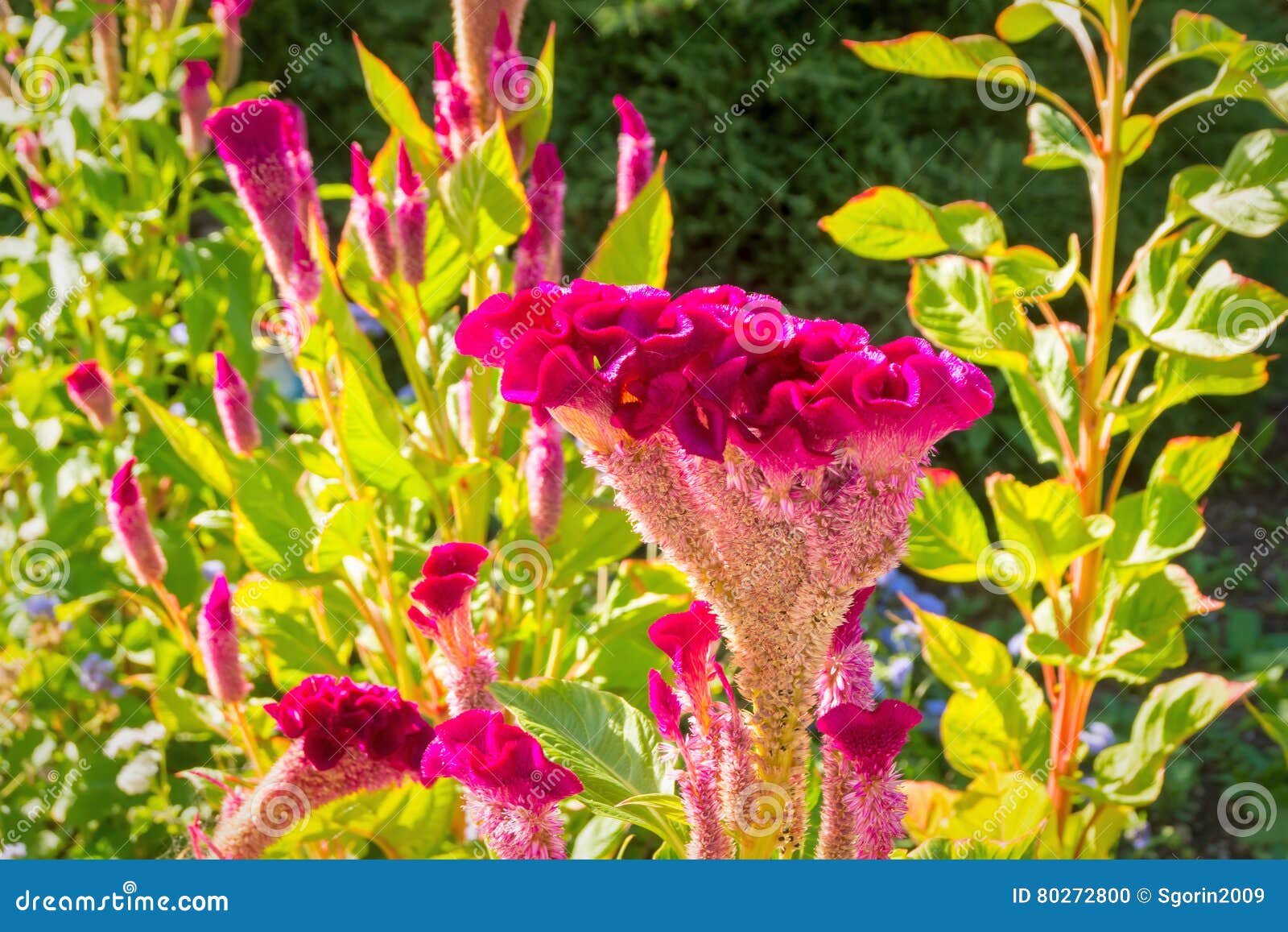 Red flowers bush outside stock photo. Image of floral - 80272800