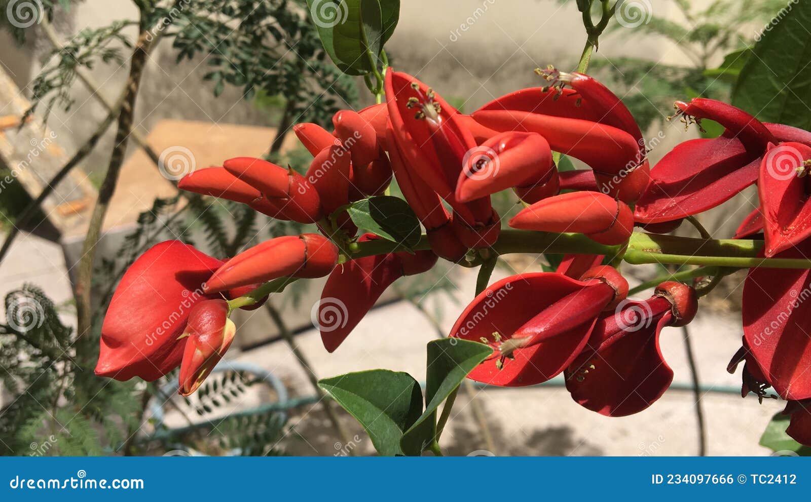 Red flowers of a ceibo stock photo. Image of background - 234097666