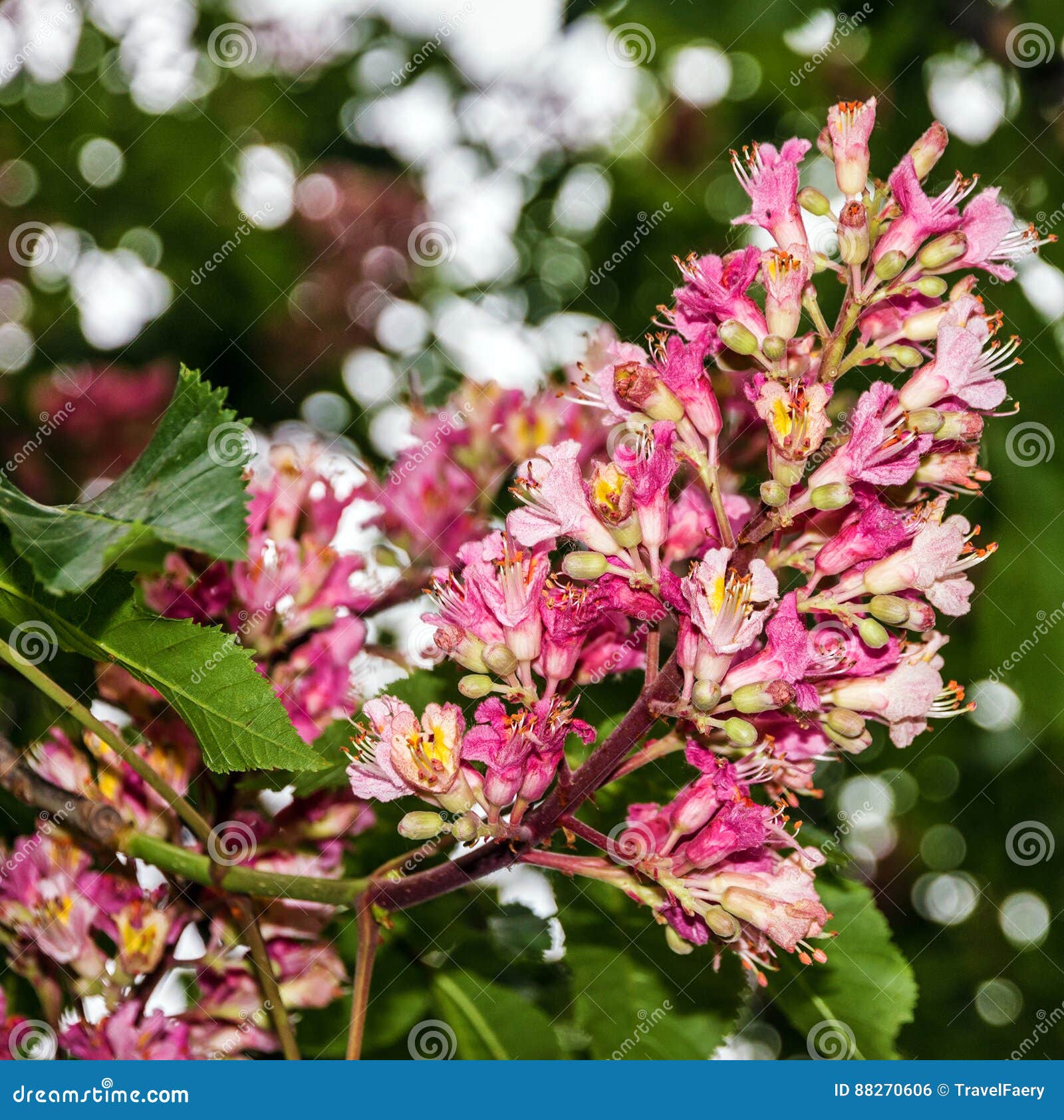 Red Flowers of Chestnut Tree in Spring Time Stock Photo - Image of ...