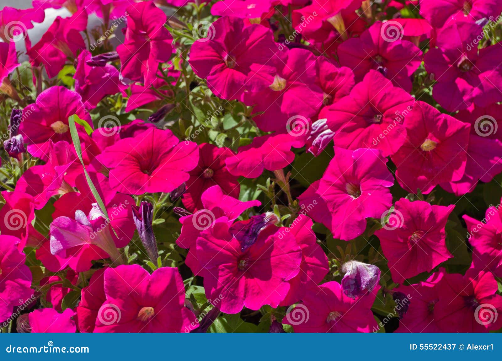 Red flowers stock image. Image of bright, beautiful, flowers - 55522437