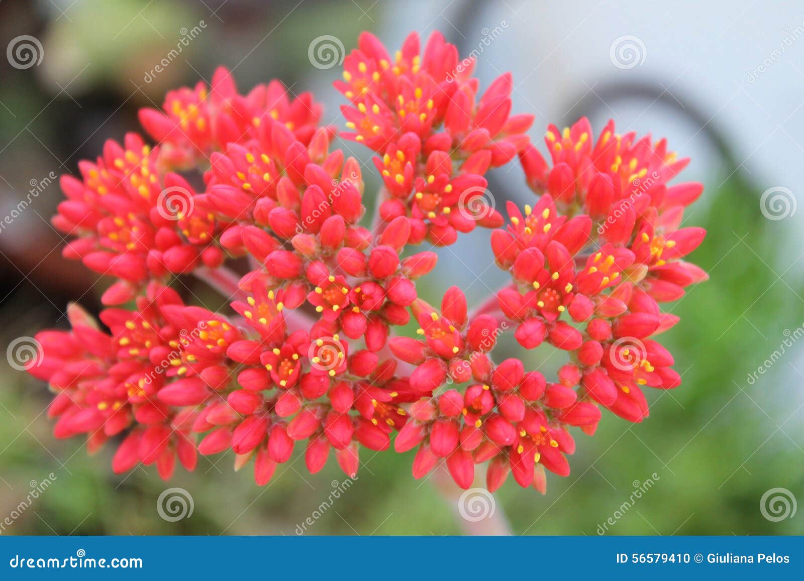 Red Flowers - Close Up - Crassula Falcata -Italy Stock Photo - Image of ...