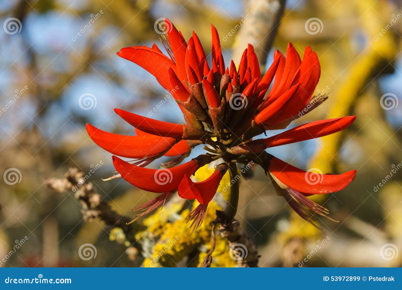 Common Coral Tree Erythrina Lysistemon Orange Seeds And Seed Pod Lying ...