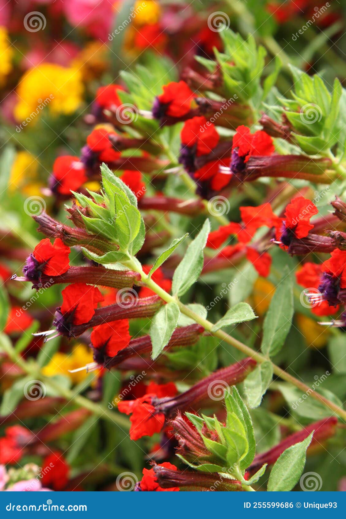 Red flowers of Cuphea stock photo. Image of summer, flowers - 255599686