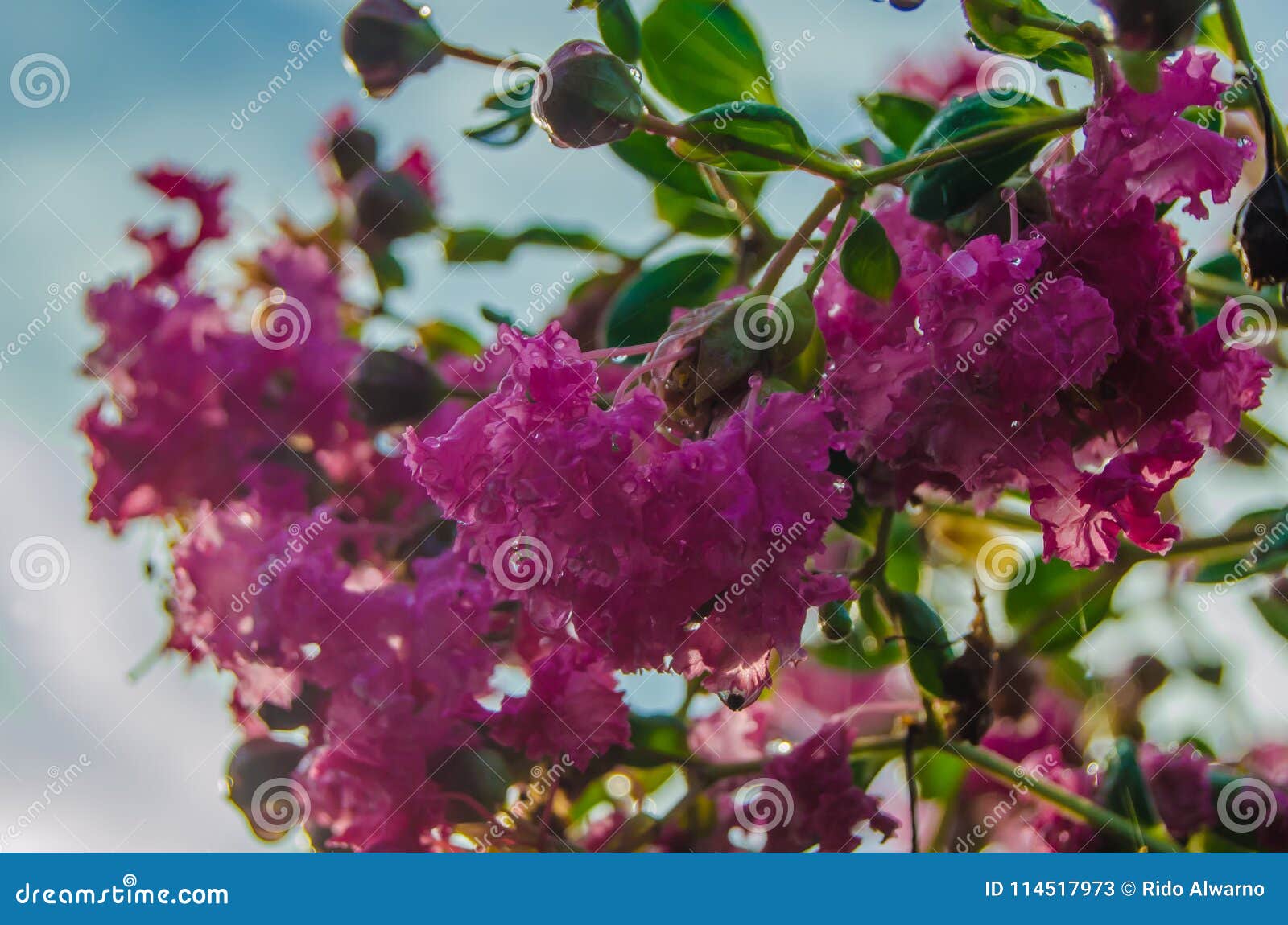 Red Flowers with Dew in the Spring Morning Stock Image - Image of ...