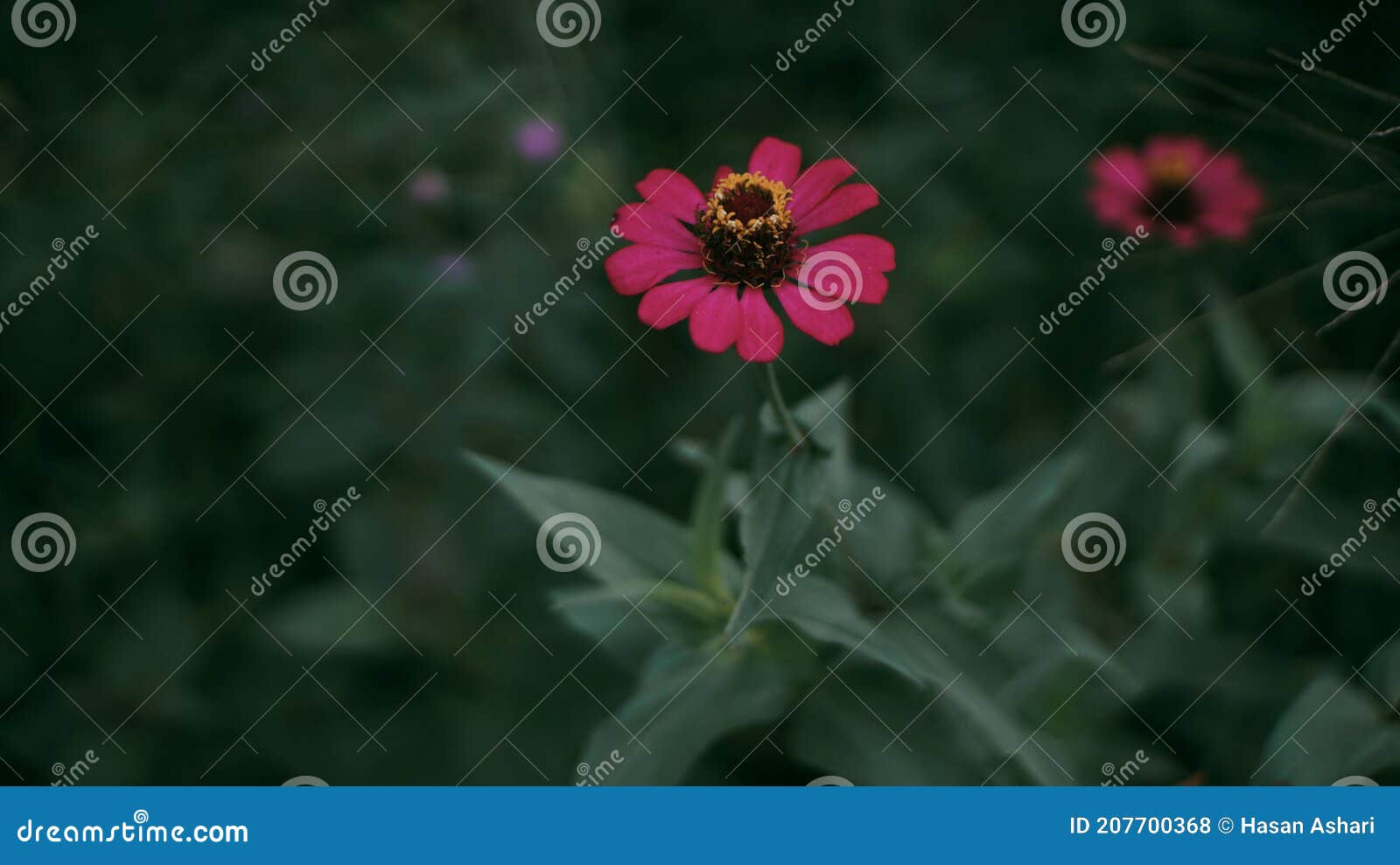 Red Flowers on a Dim Background Stock Photo - Image of leaf, flowers ...