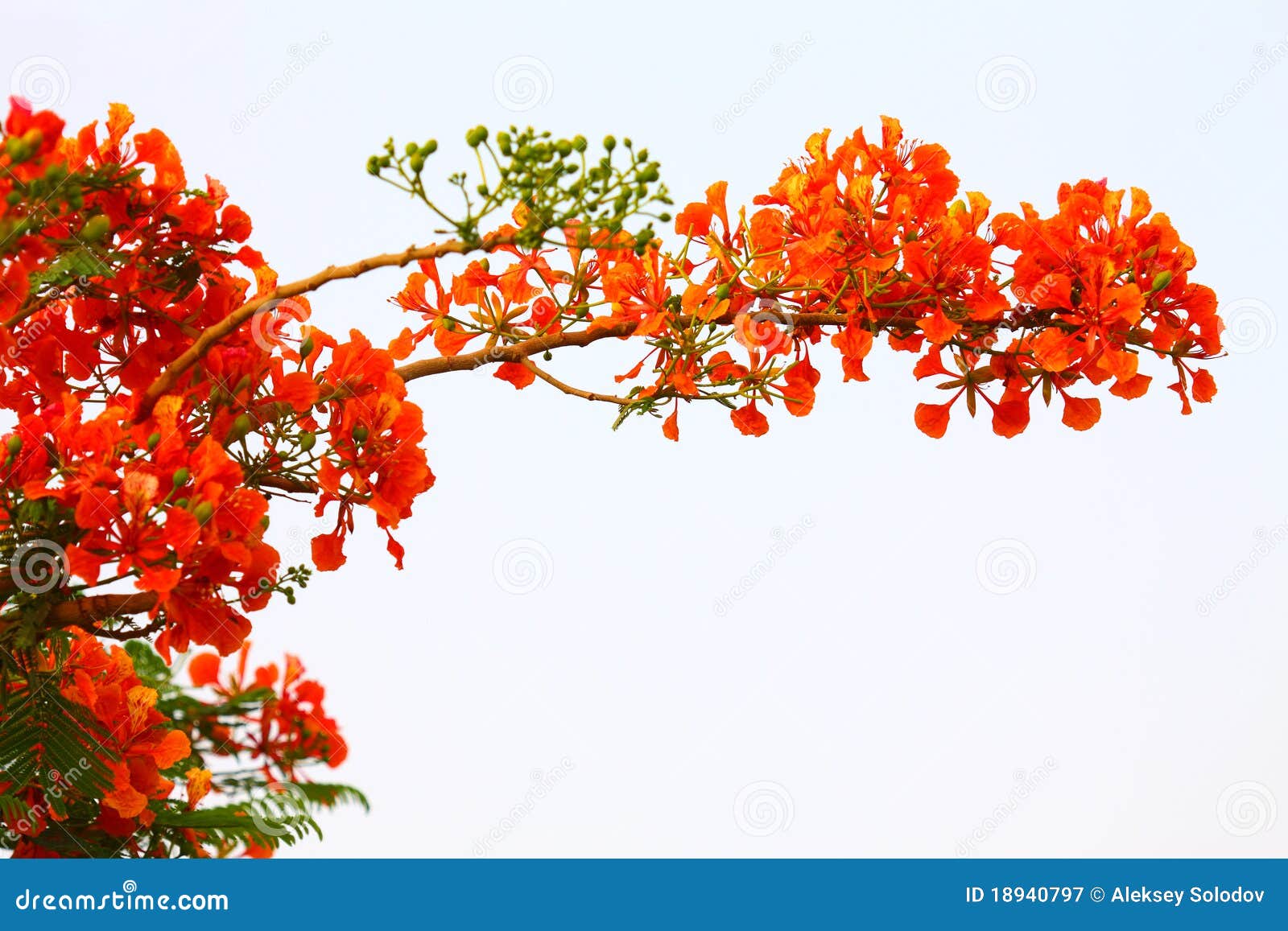 Red Flowers of a Fiery Tree Stock Image - Image of nature, regia: 18940797