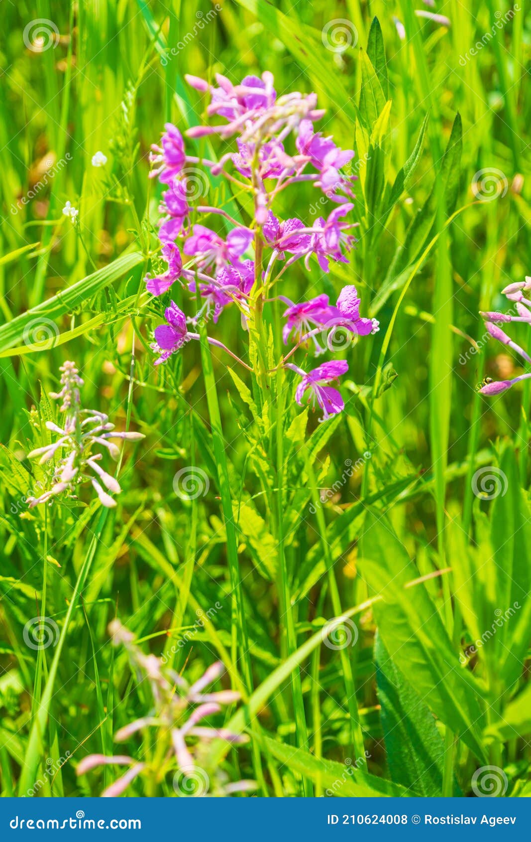 Red Flowers of Fireweed in the Midst of Summer Meadow Grass Stock Photo ...