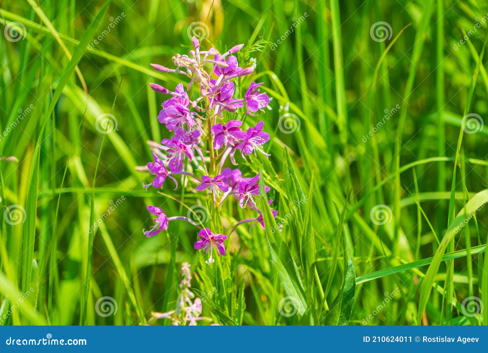 Red Flowers of Fireweed in the Midst of Summer Meadow Grass Stock Image ...