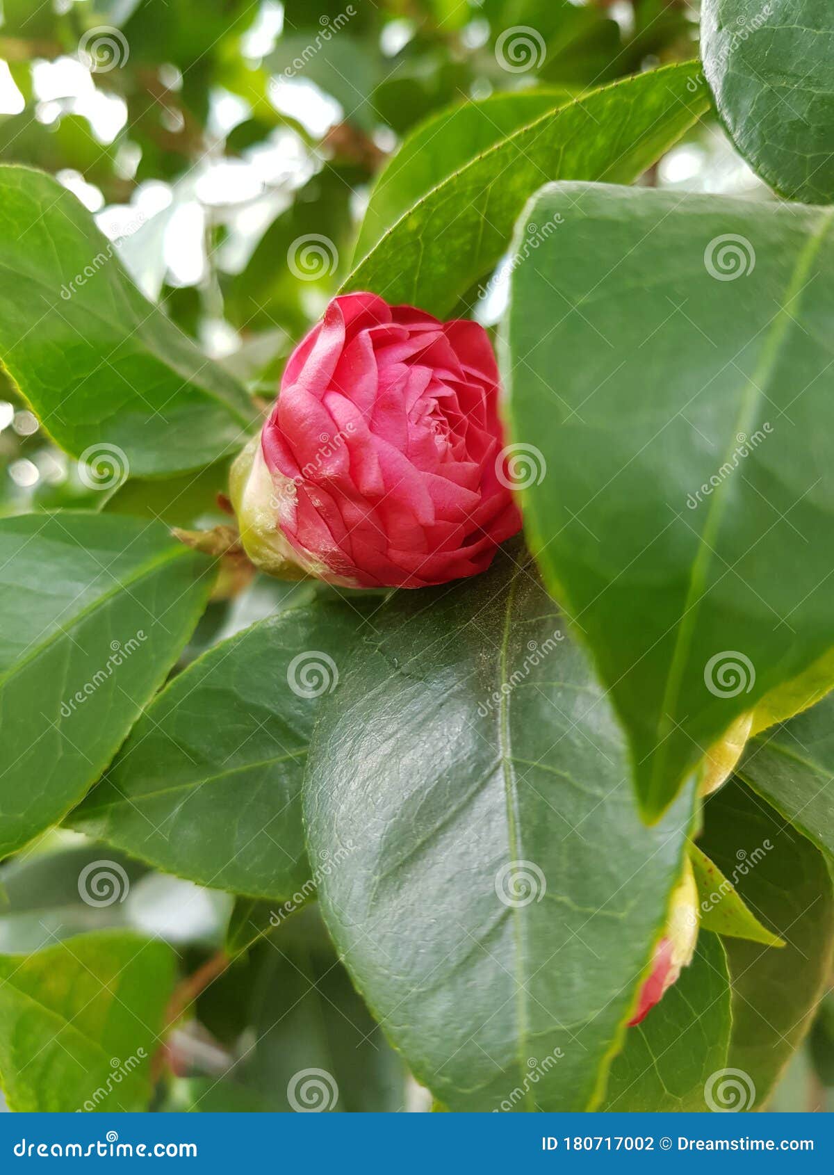 Red flowers flo stock photo. Image of produce, evergreen - 180717002