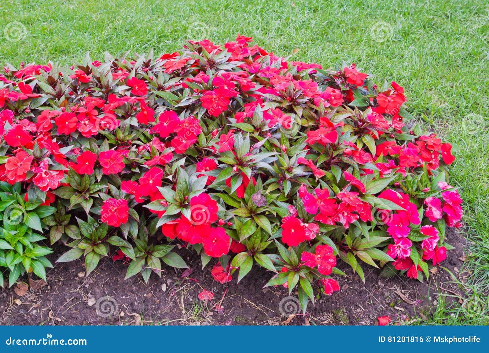 Red flowers in flower bed stock photo. Image of shrub - 81201816