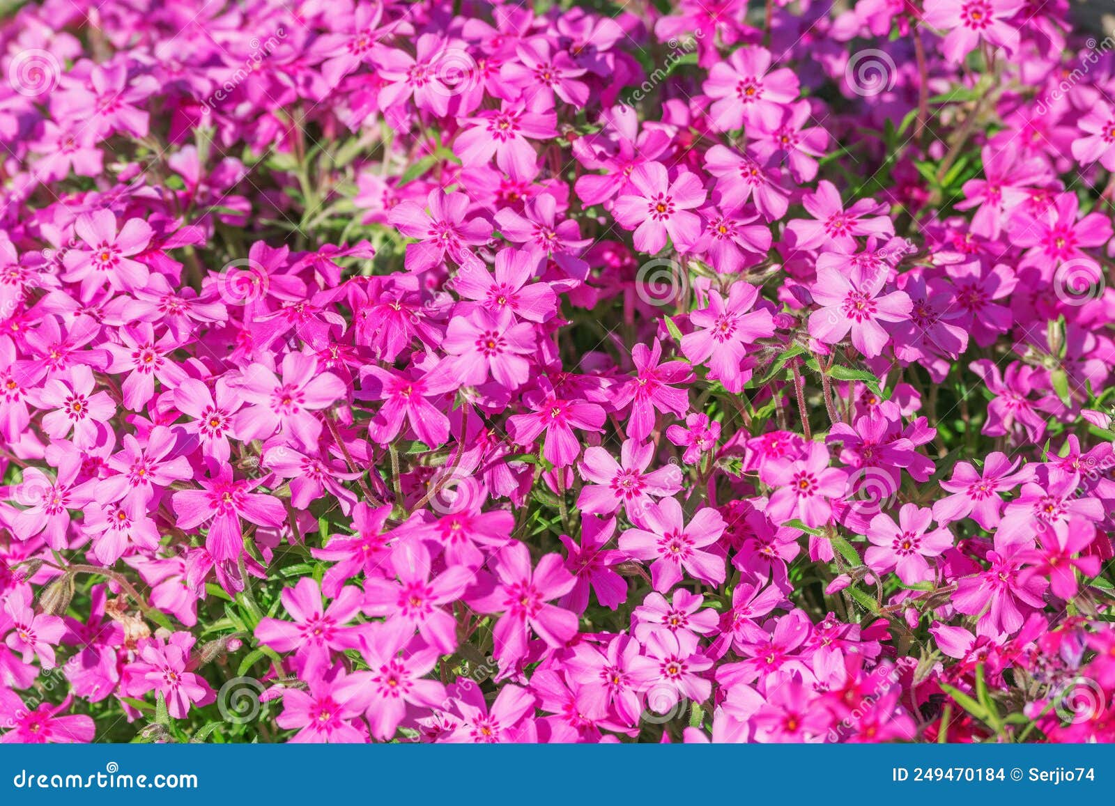 Red Flowers on the Flowerbed. Stock Photo - Image of pollen, meadow ...